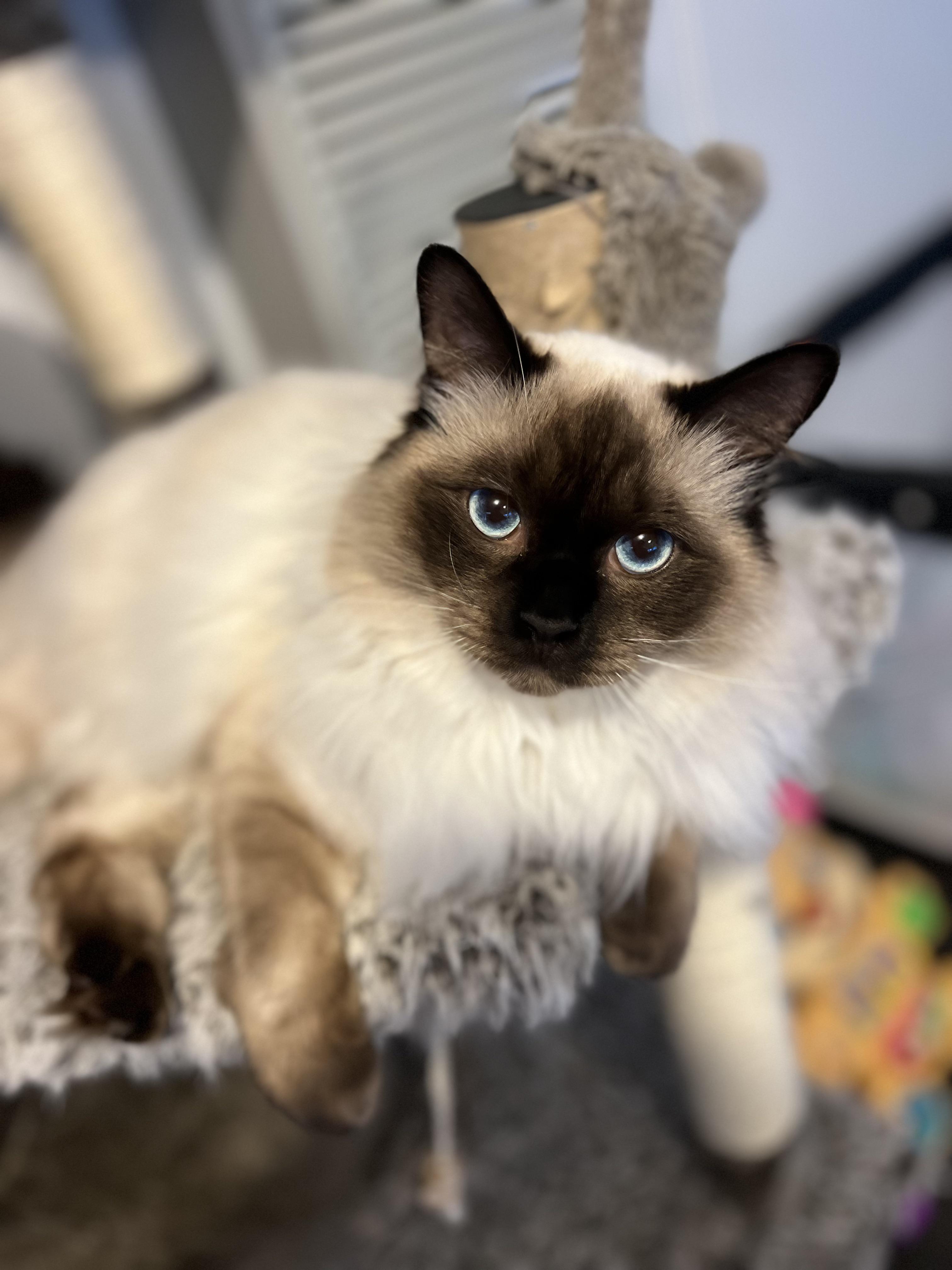 (OC) A cool stare from Nigel 😎 | Scrolller