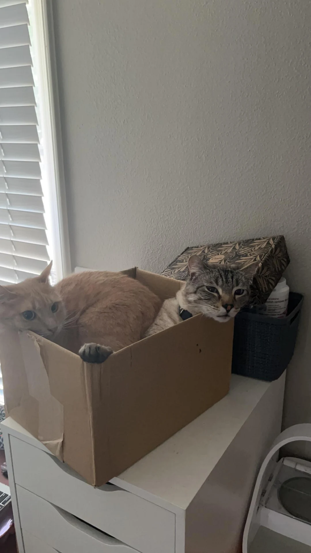 2 Cats 1 Trap (these two boys hate each other 90% of the time) | Scrolller