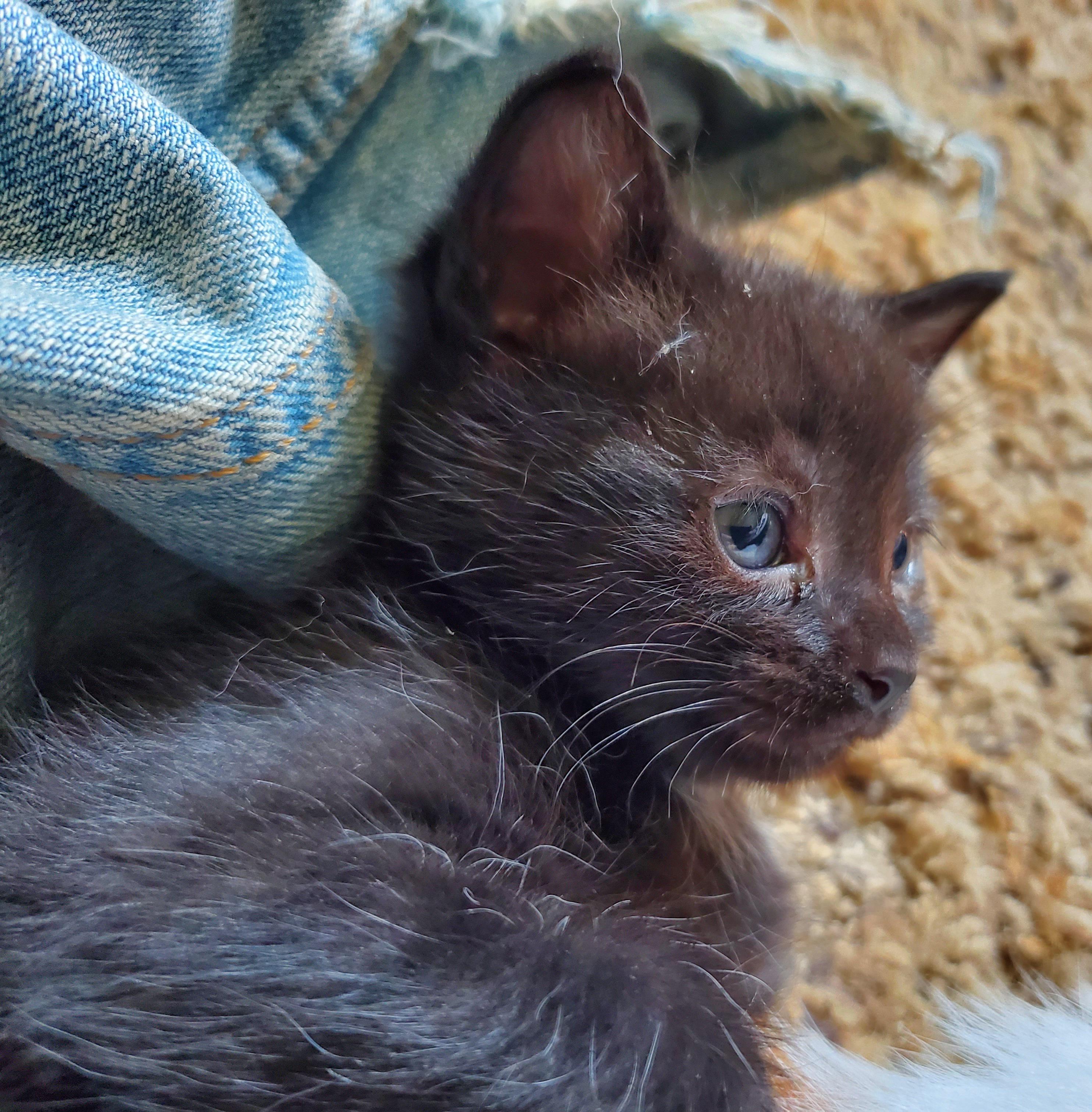 1 month old today. [OC] | Scrolller