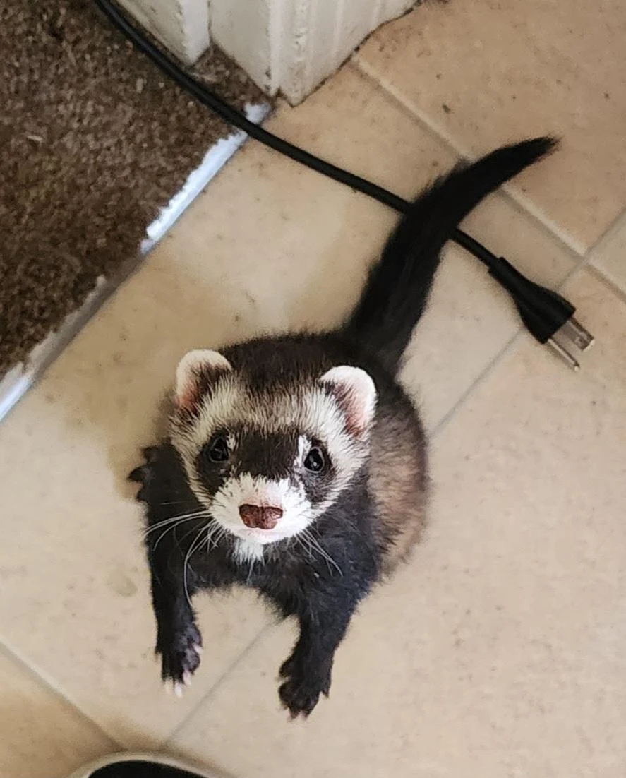 Cage recommendations | Scrolller