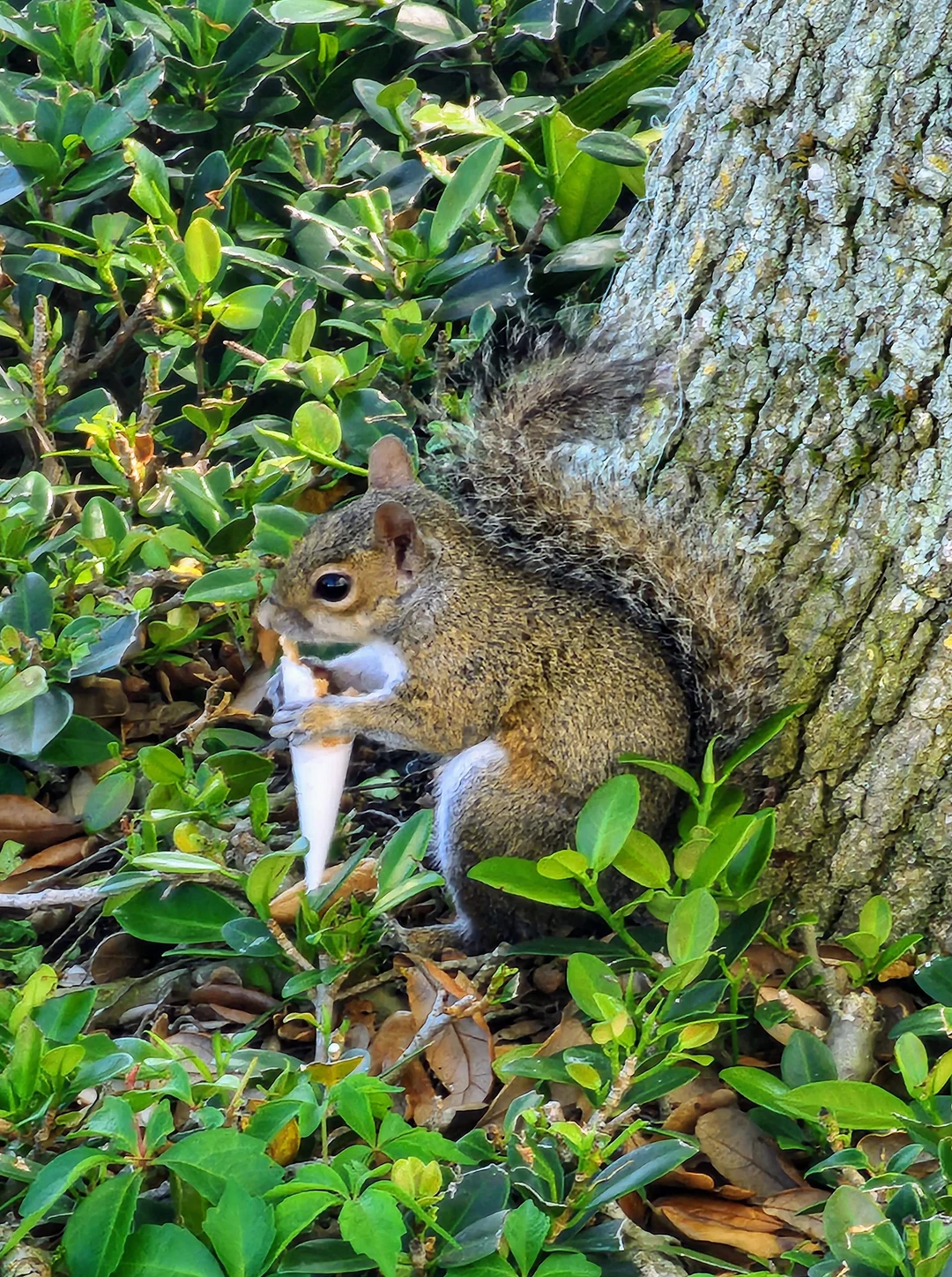 Squirrel Eating an Ice Cream Cone | Scrolller