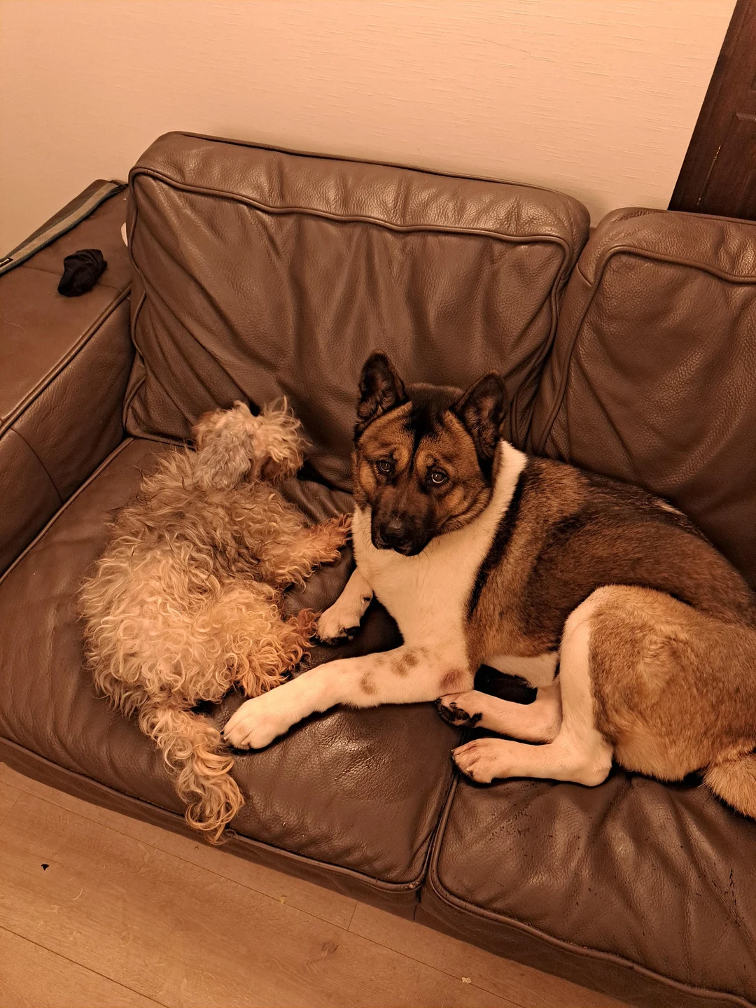 Dog on the left is a blind and deaf 17 year old. Dog on the right is his personal bodyguard ...
