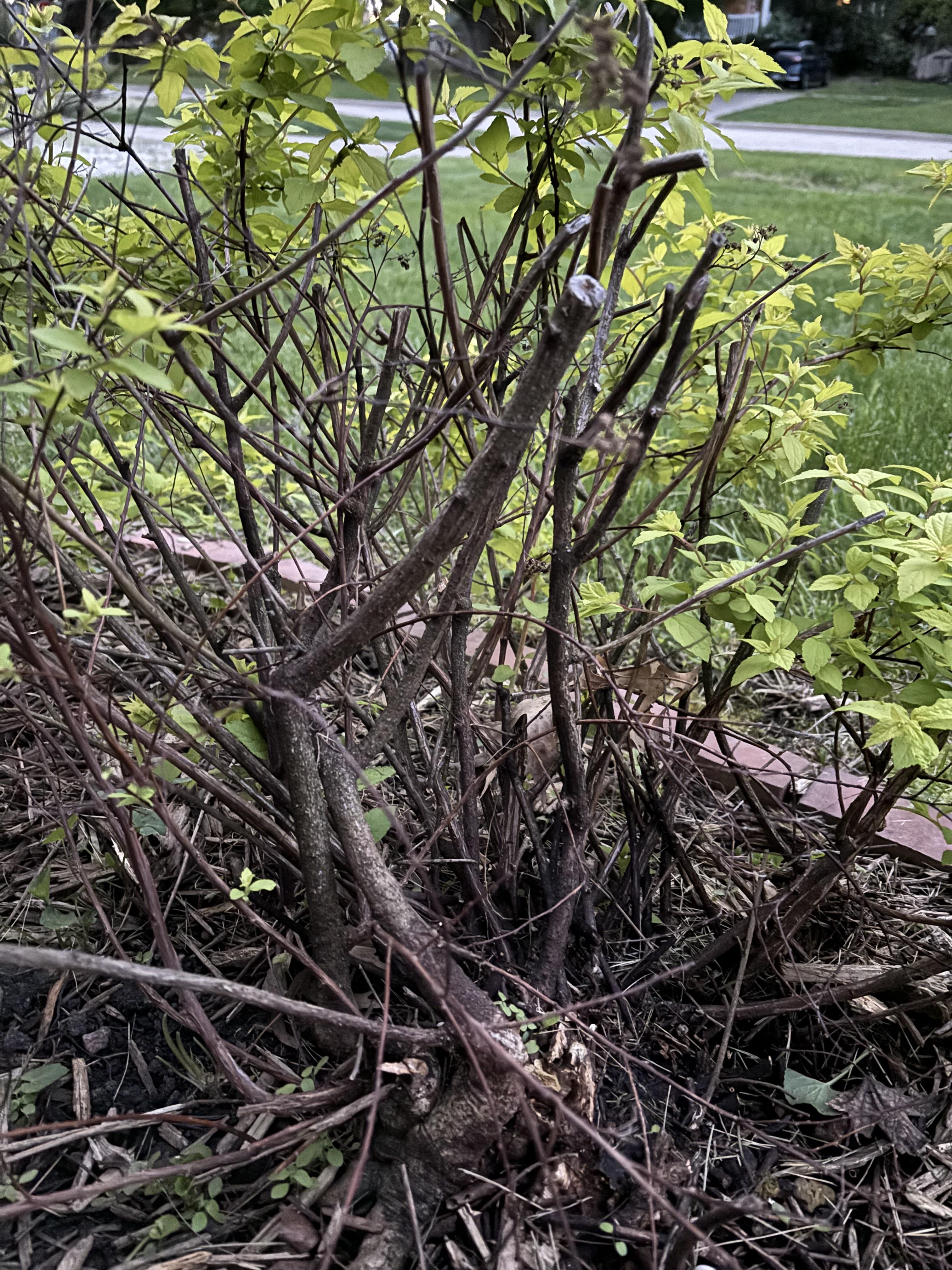 Normal or are they doomed? | Scrolller