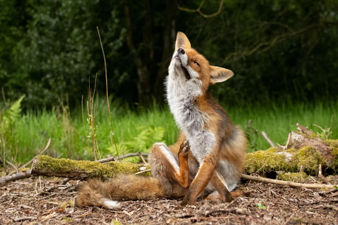 Having a good scratch [OC] | Scrolller