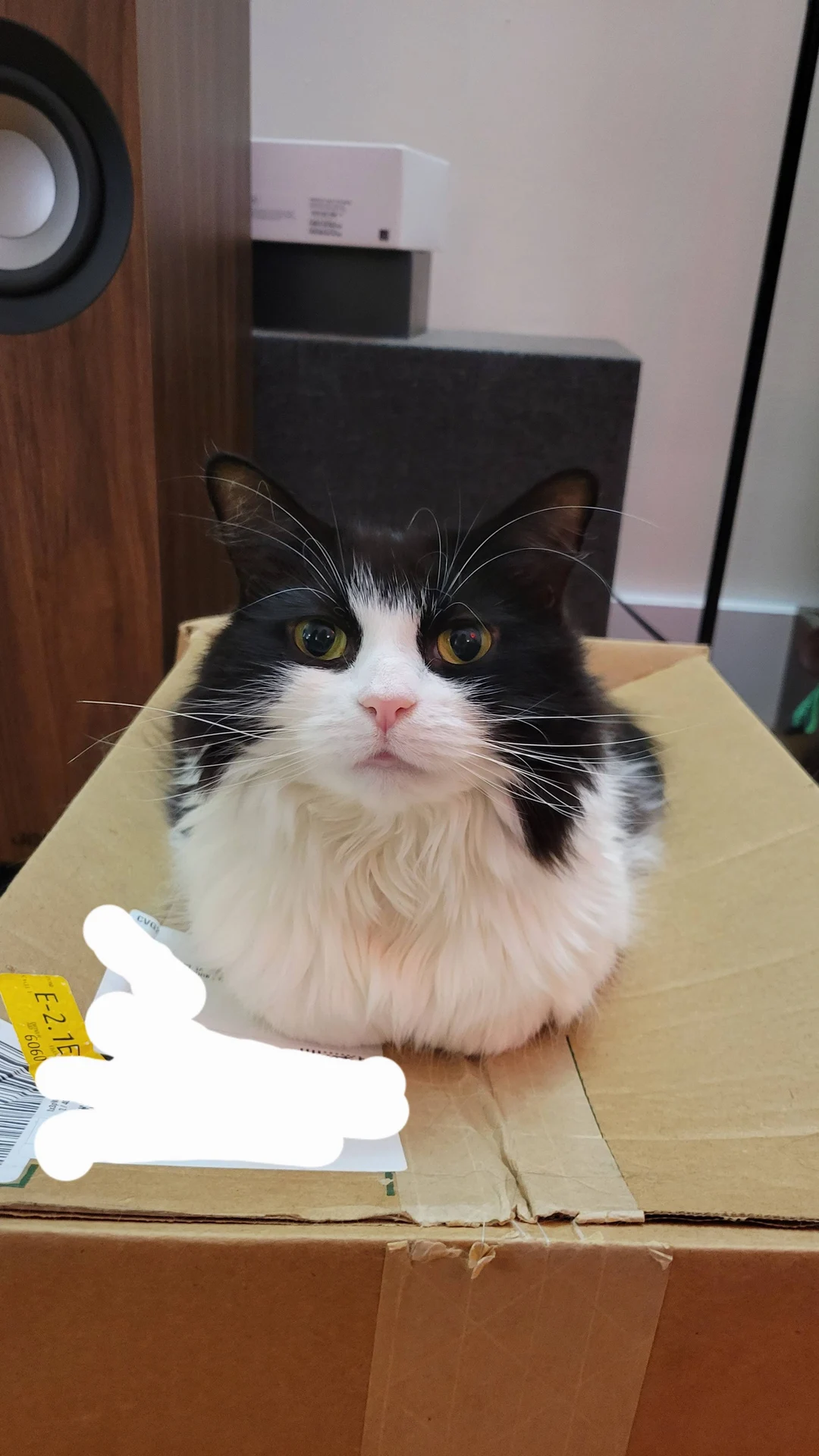 Asami Sato loafing around | Scrolller