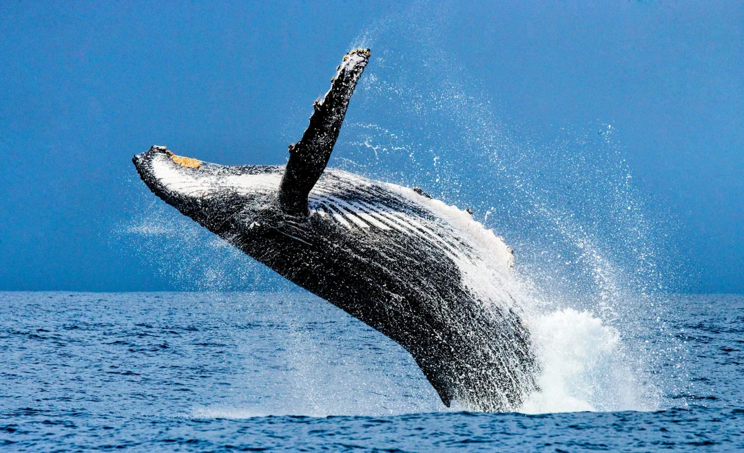 Humpback whale | Scrolller