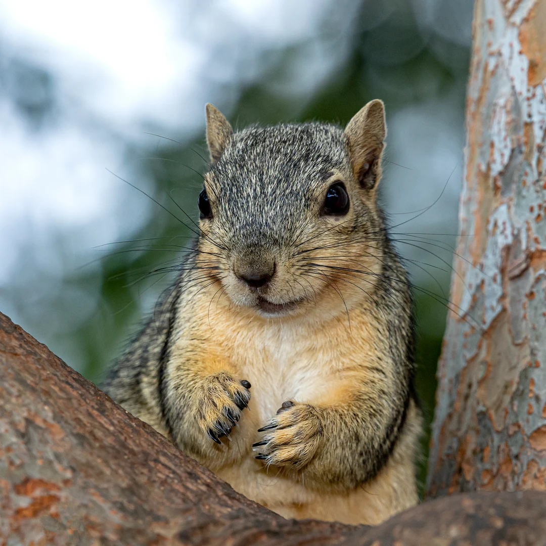 Happy-Go-Lucky Boy Squirrel | Scrolller