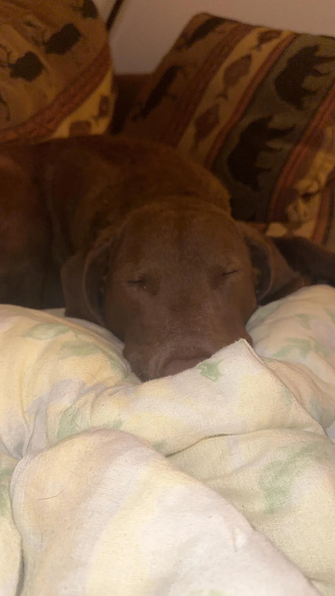 My sleepy pup | Scrolller