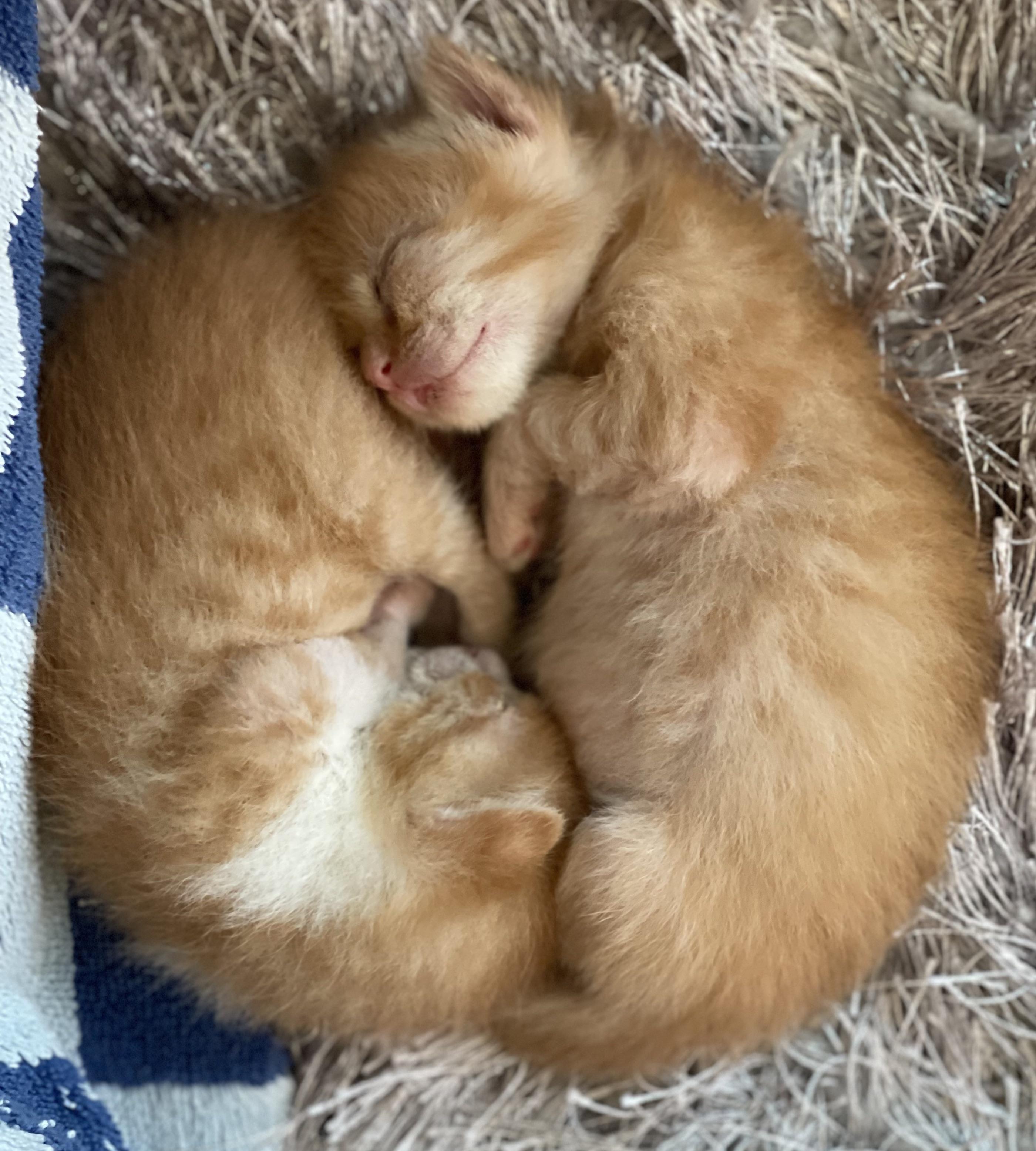 Newborn brothers | Scrolller