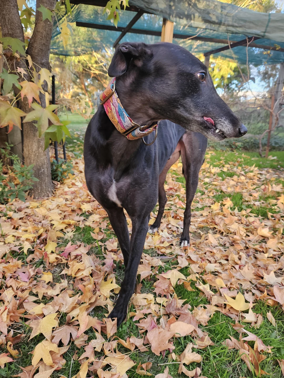Tiny TOT while staring at the chooks. | Scrolller
