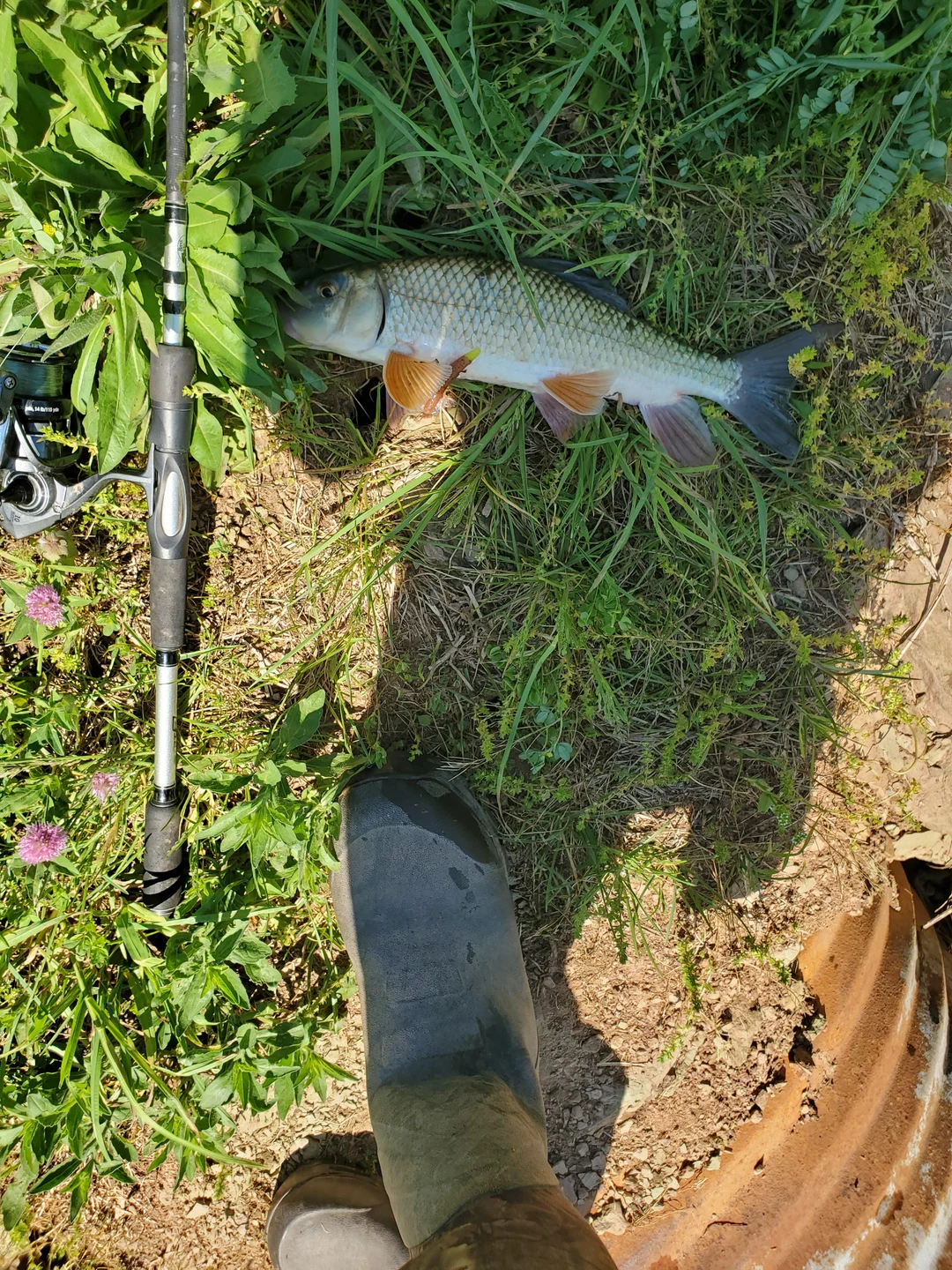 Fish id? | Scrolller