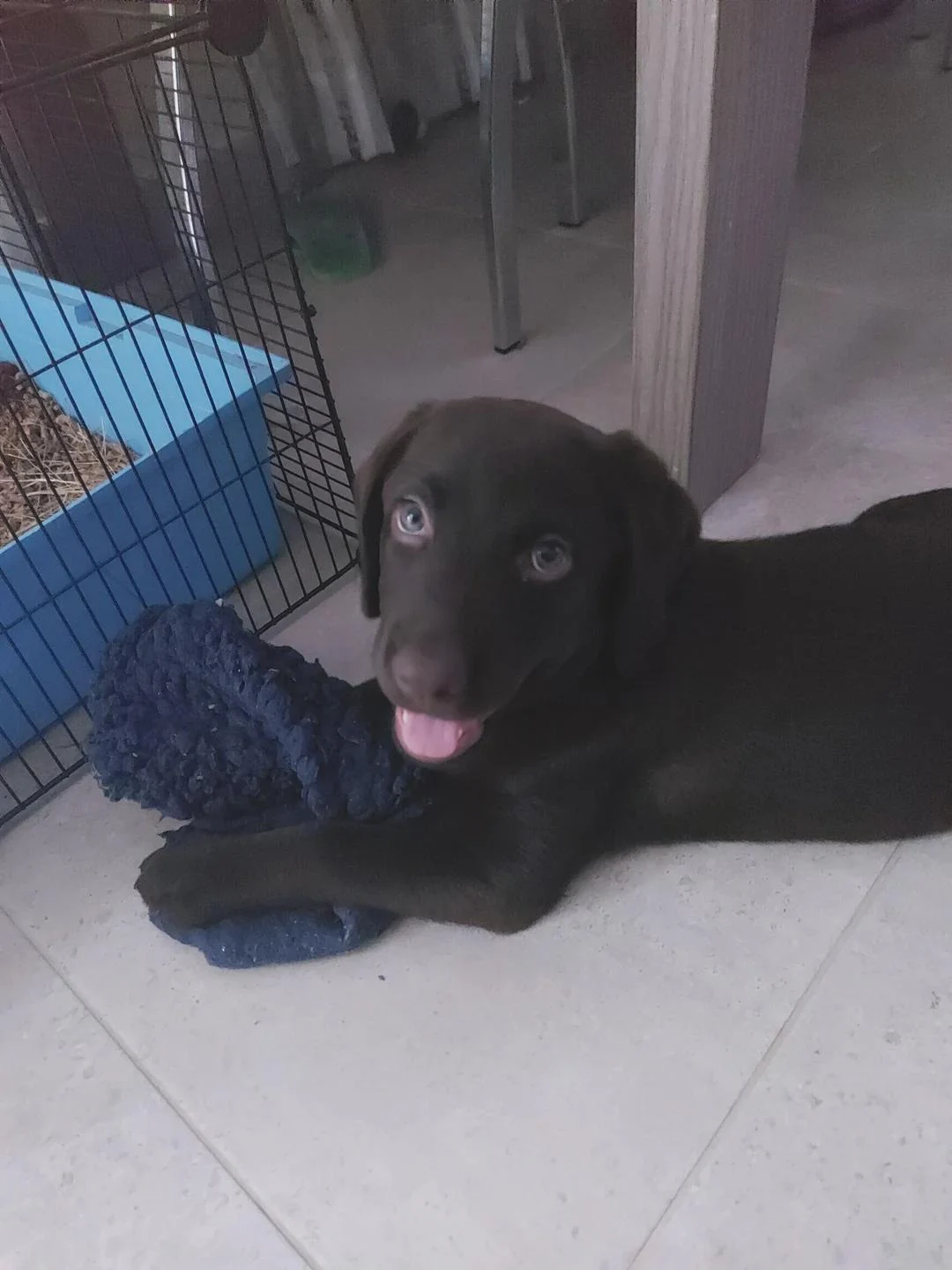 my 9 week old puppy | Scrolller