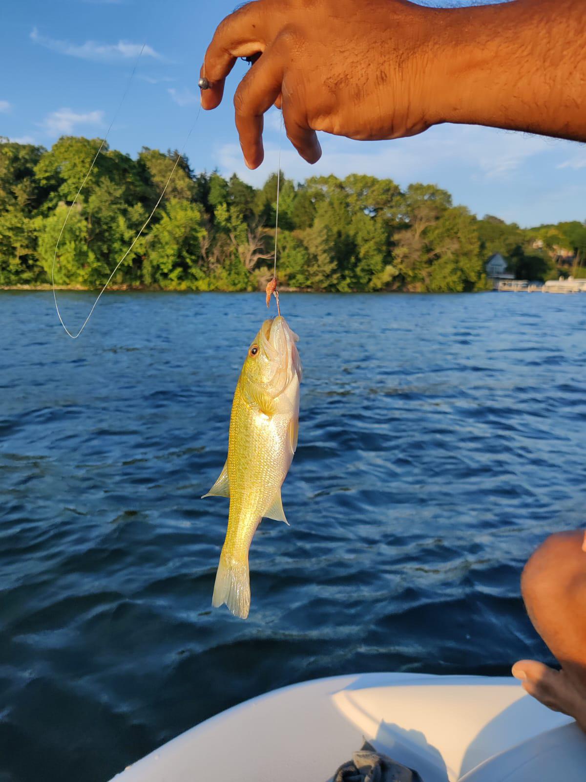 Help me identify this fish please? Large mouth bass? Maybe | Scrolller