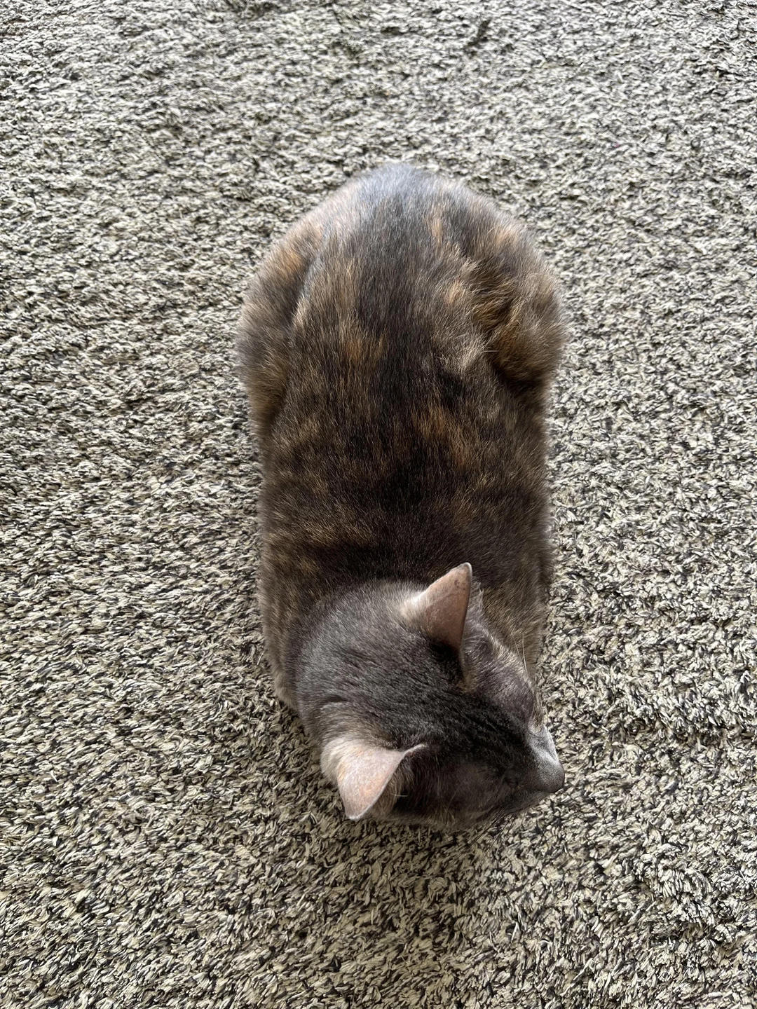 Camouflage | Scrolller