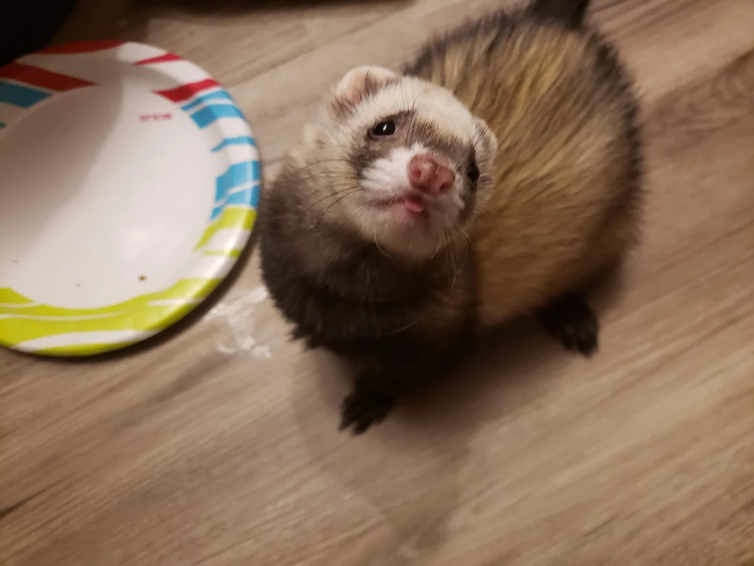 "More plz" | Scrolller