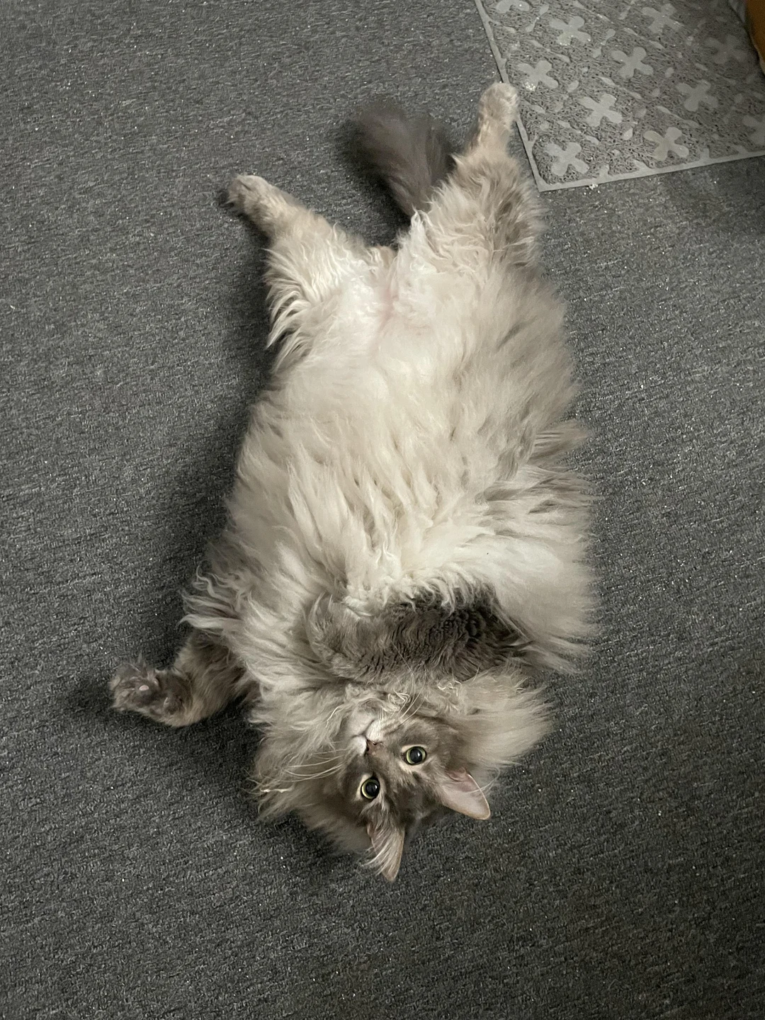 The big man likes to sprawl out in the summer heat | Scrolller