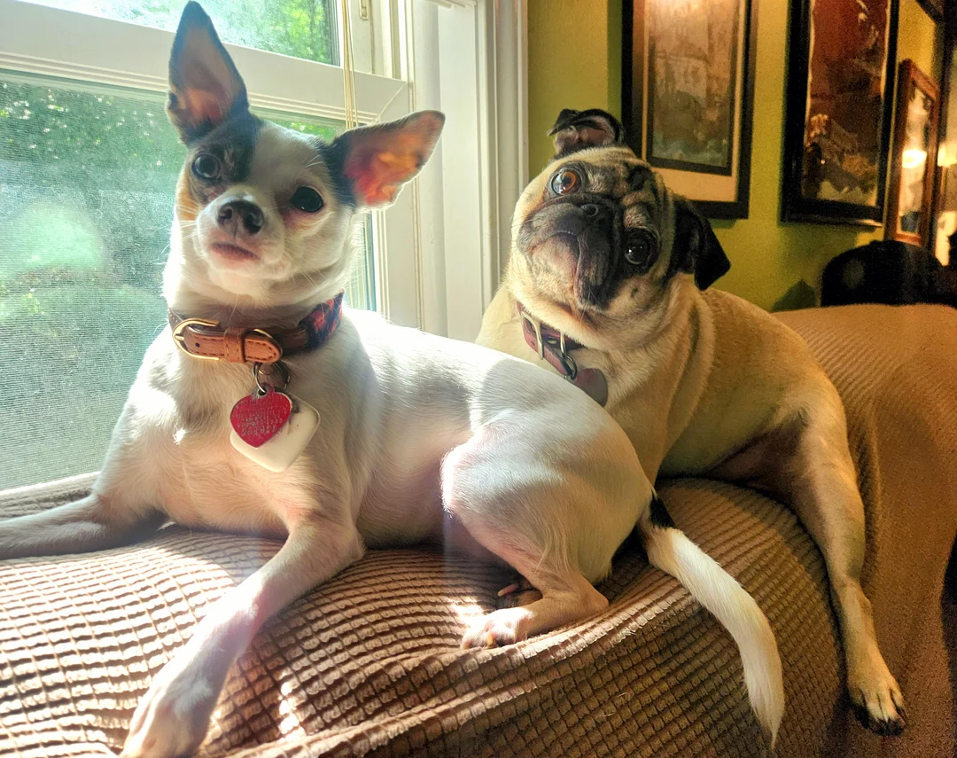 Goofy dogs | Scrolller