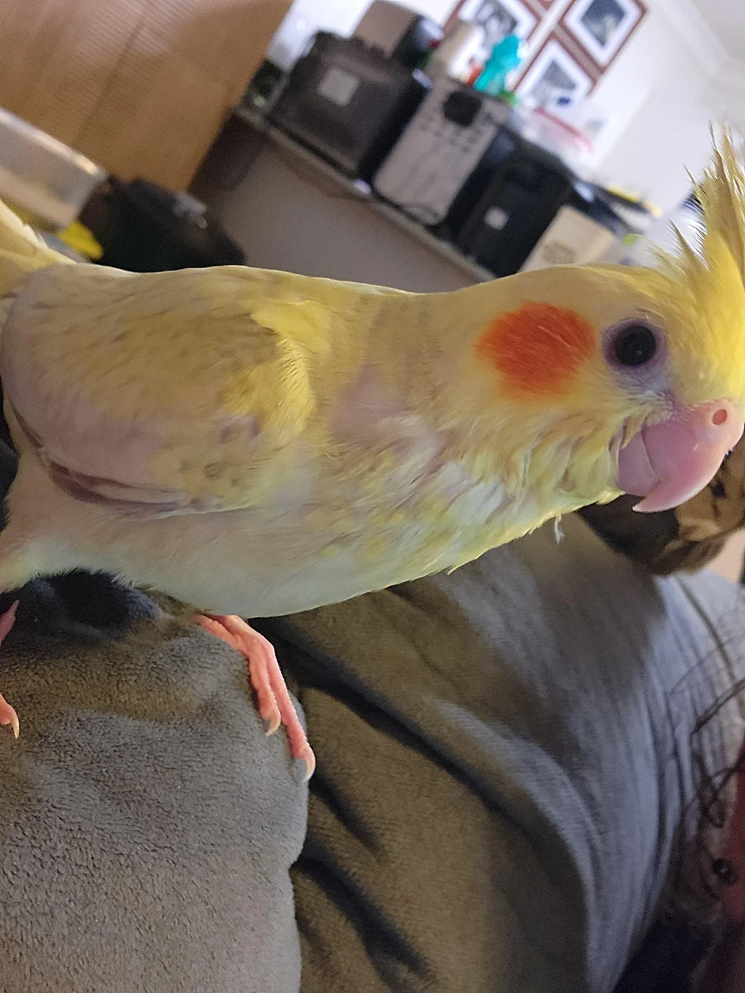 Sun decided he was going to squawk as loud as he could in my ear and then walk all over my ...