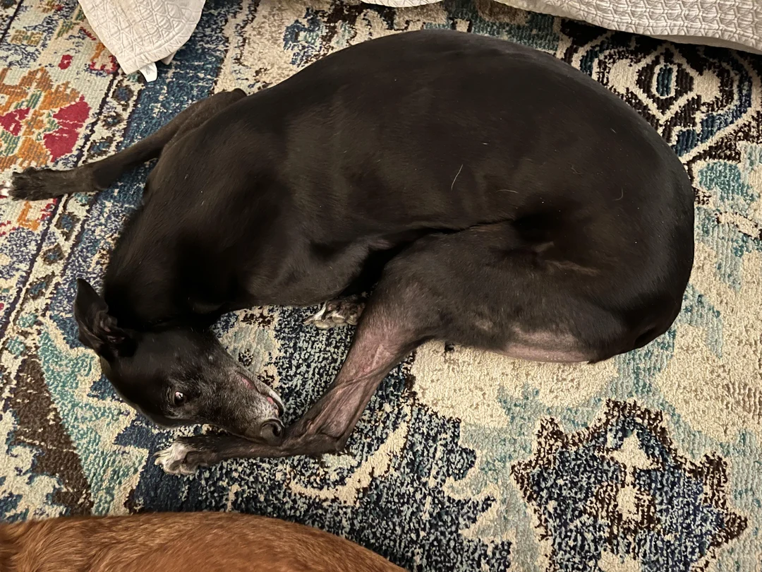 Looks like a foot sniff, actually just resting | Scrolller