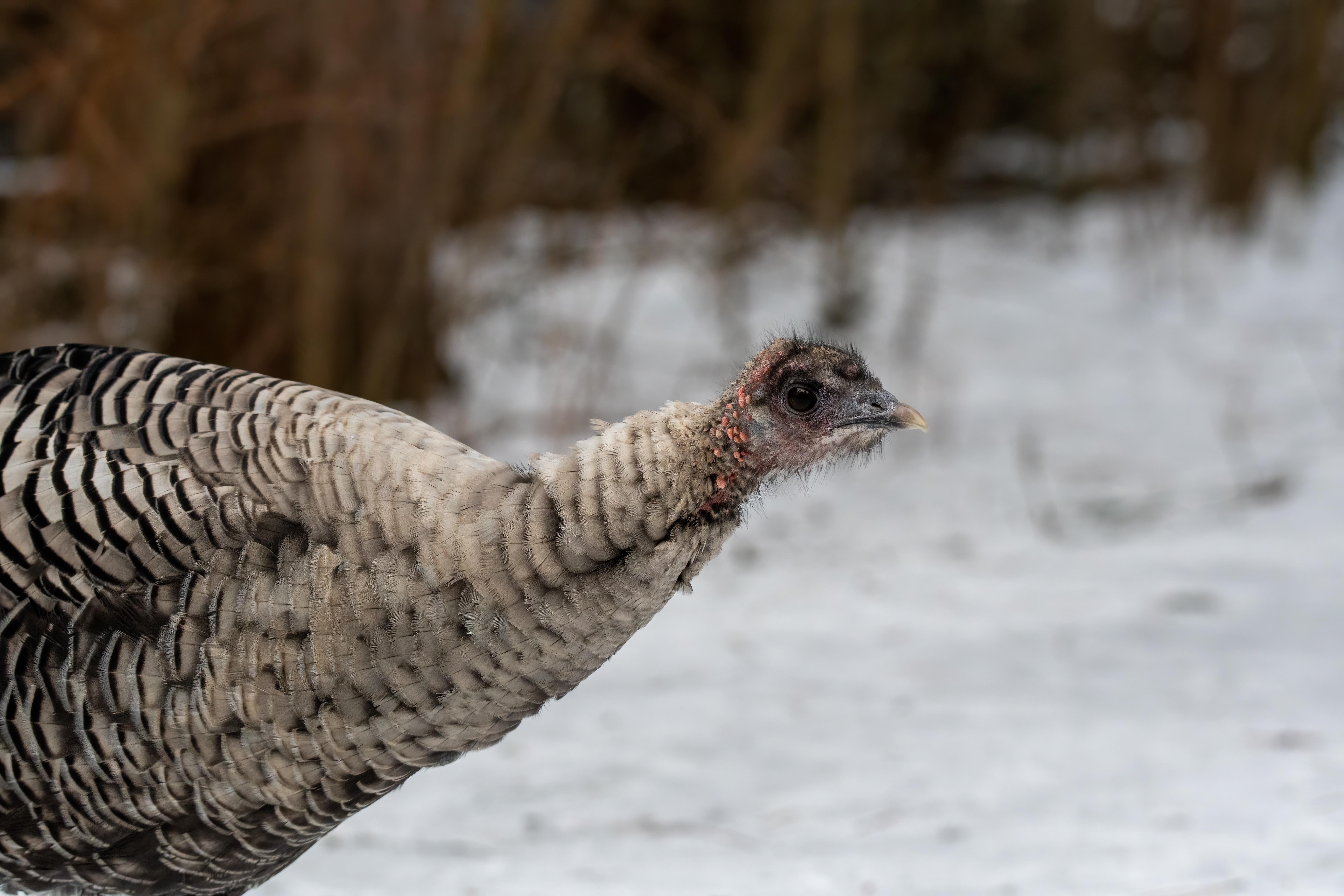 Yall got any corn? | Scrolller