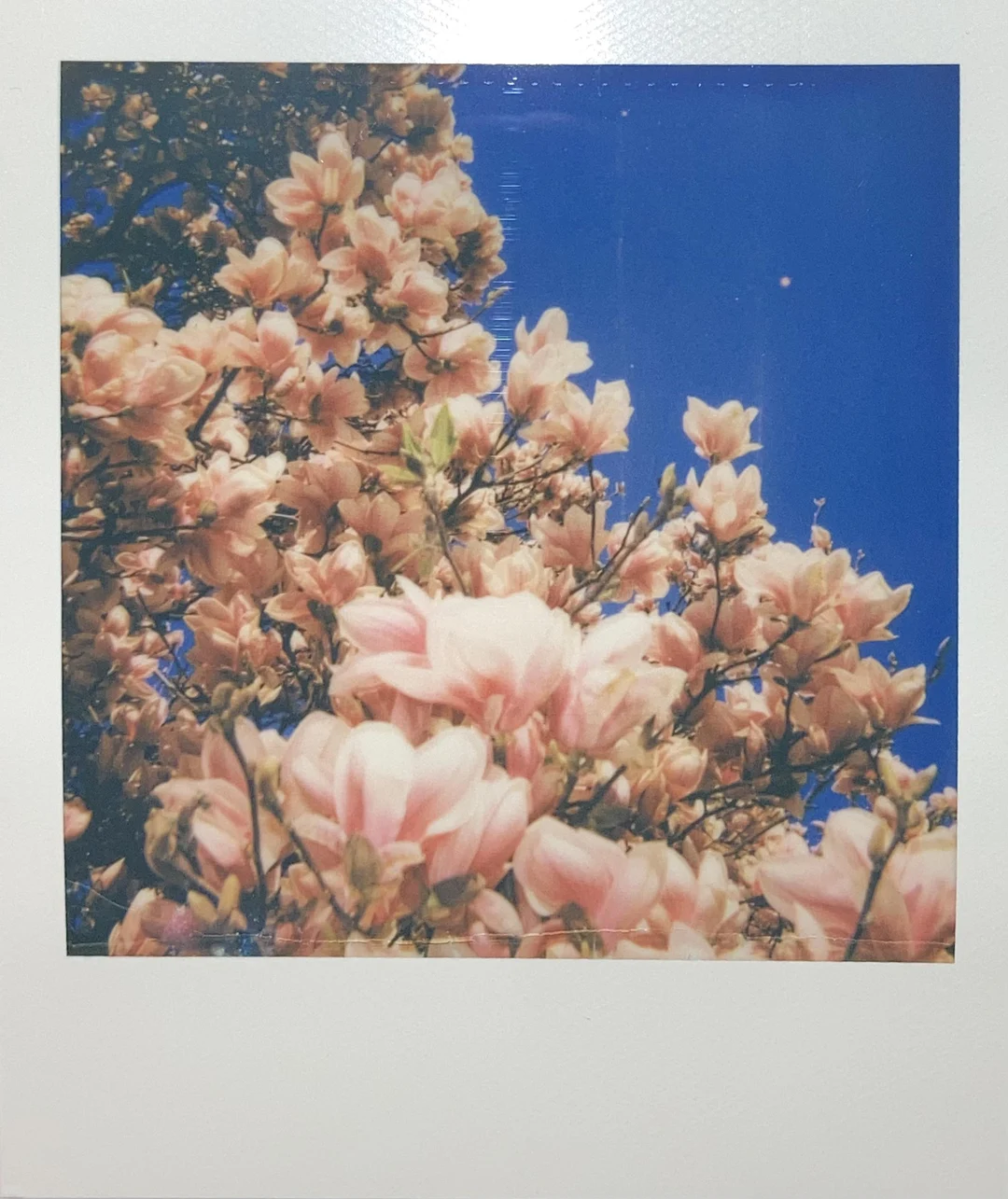 magnolias in bloom | Scrolller