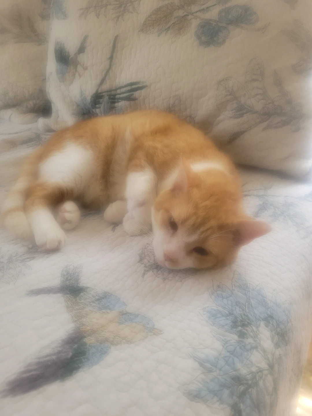 Discover more like Cute: Cat in repose and Related Content | Scrolller