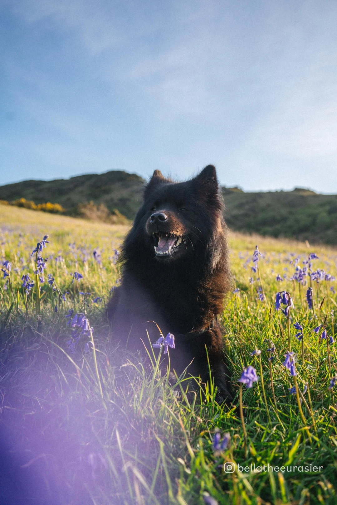 Happy doggo | Scrolller