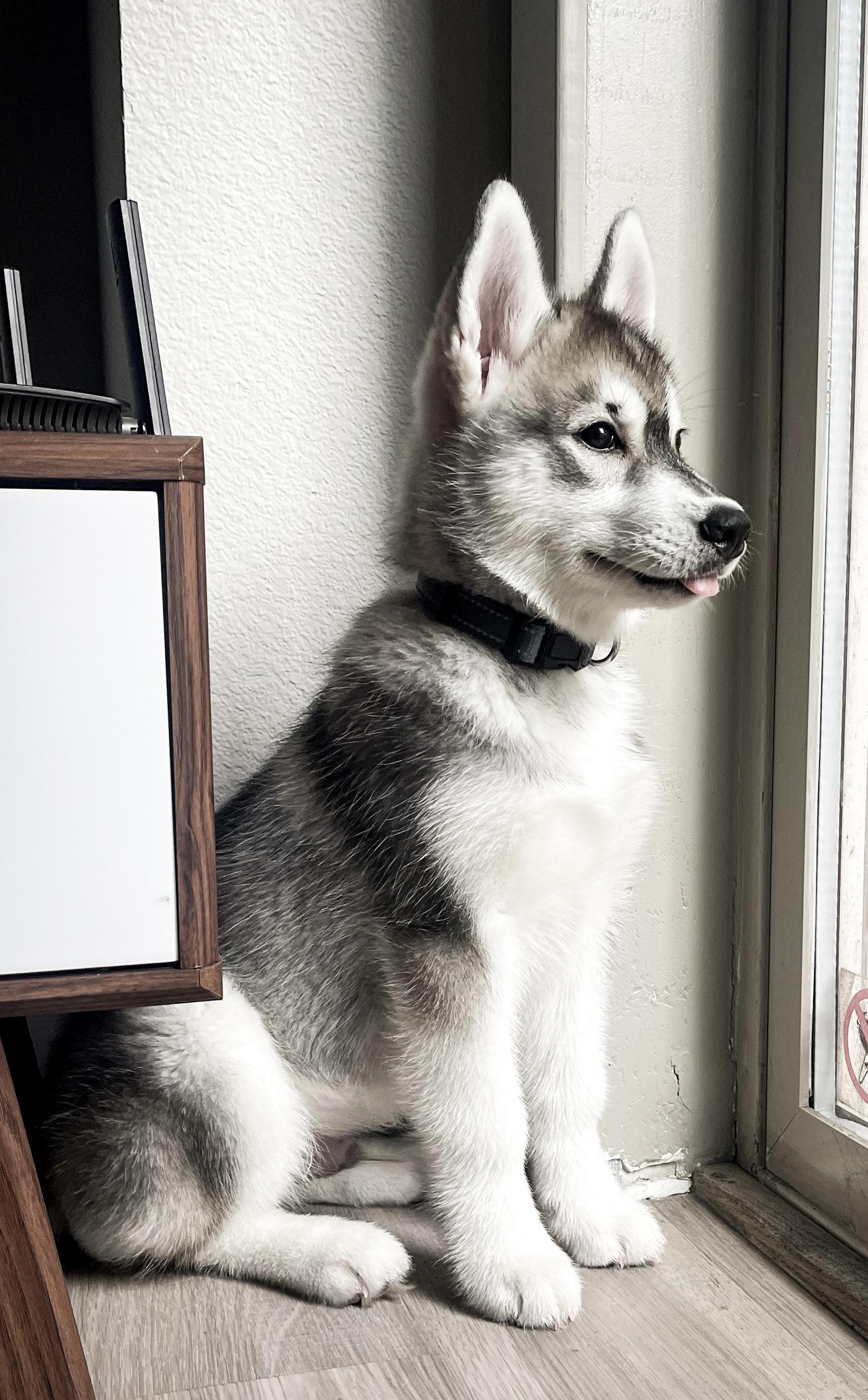 Puppy update - 13 weeks! | Scrolller