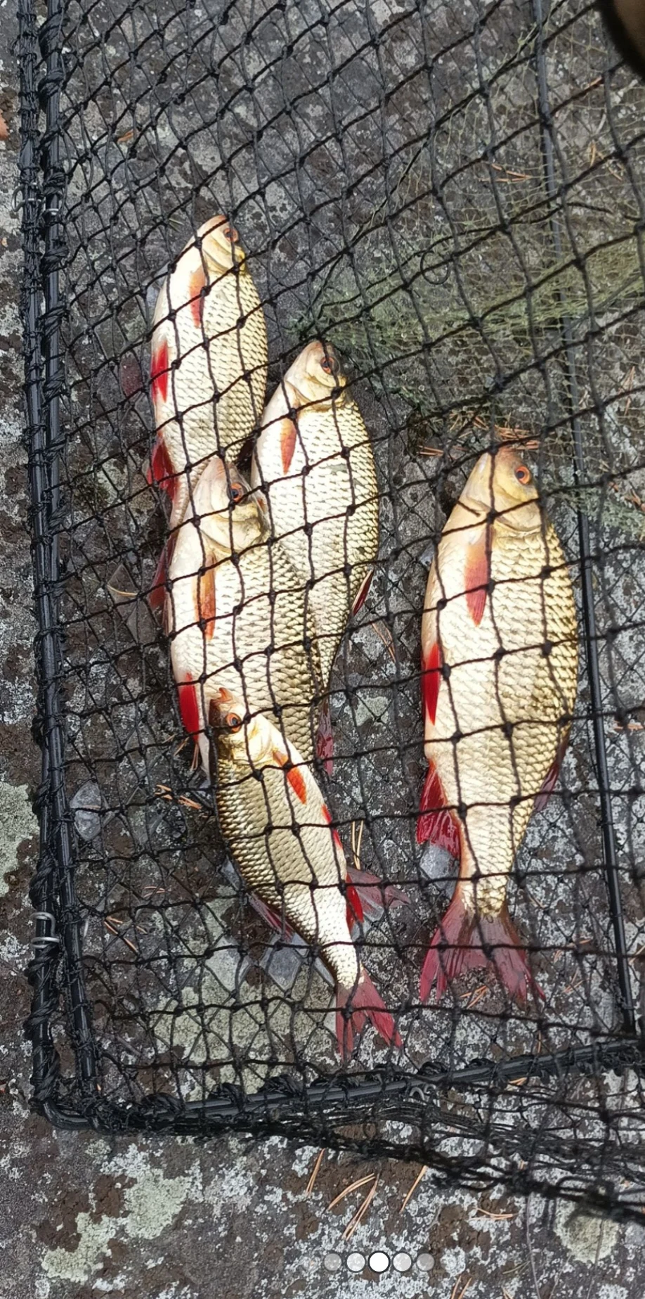 first catch using a fish trap | Scrolller