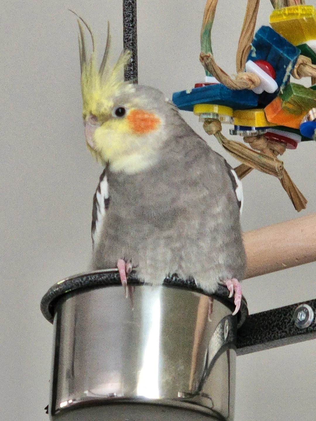 My birb melted and became a blorb :( | Scrolller