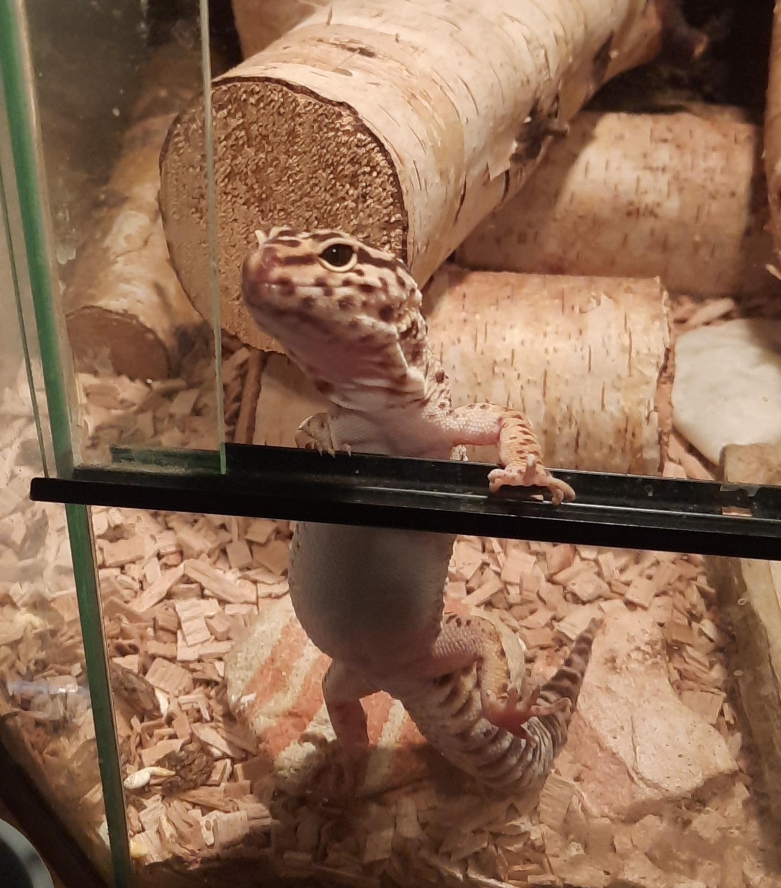 "may i have some crickets?" | Scrolller