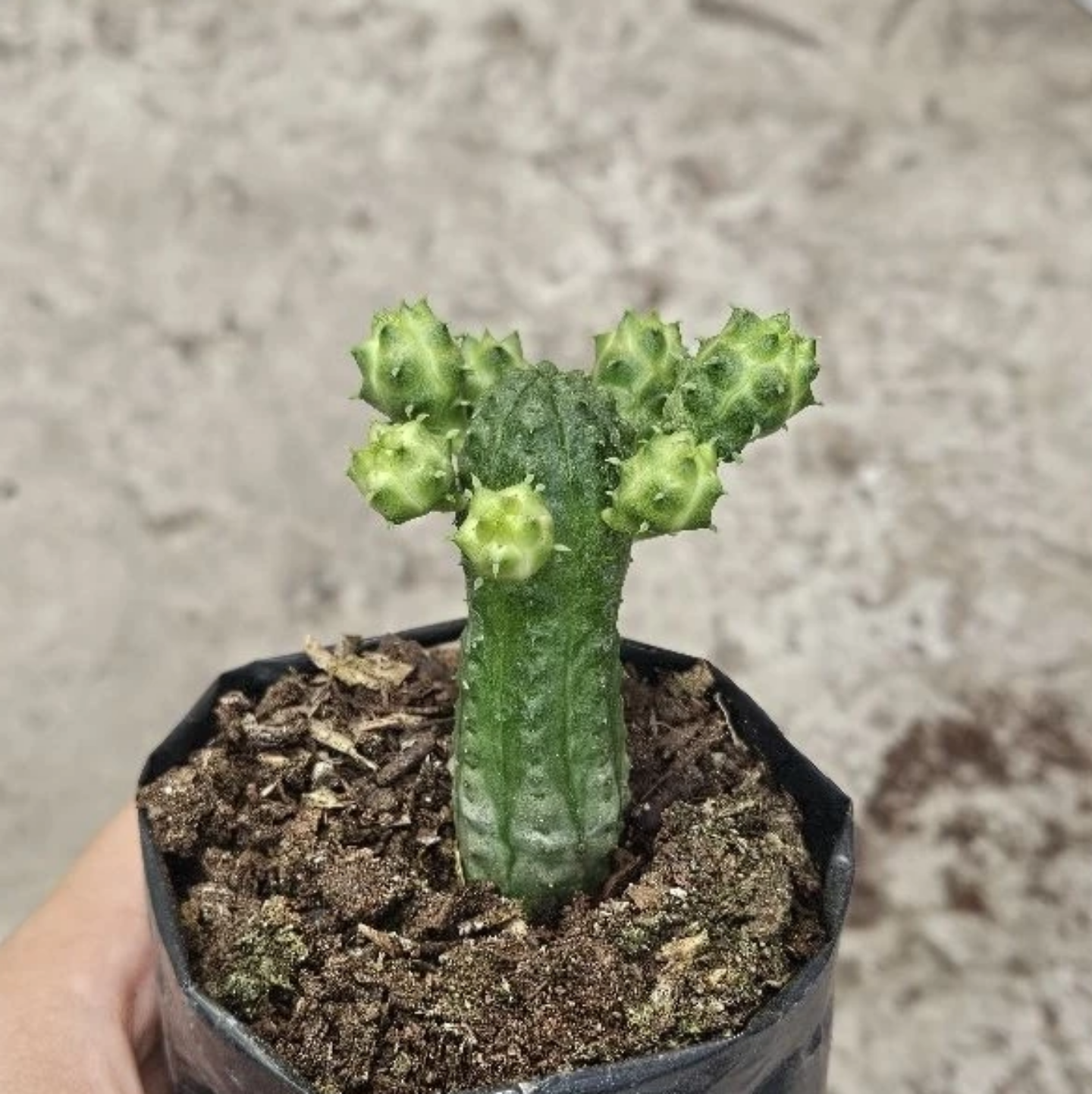 What is this one called? | Scrolller