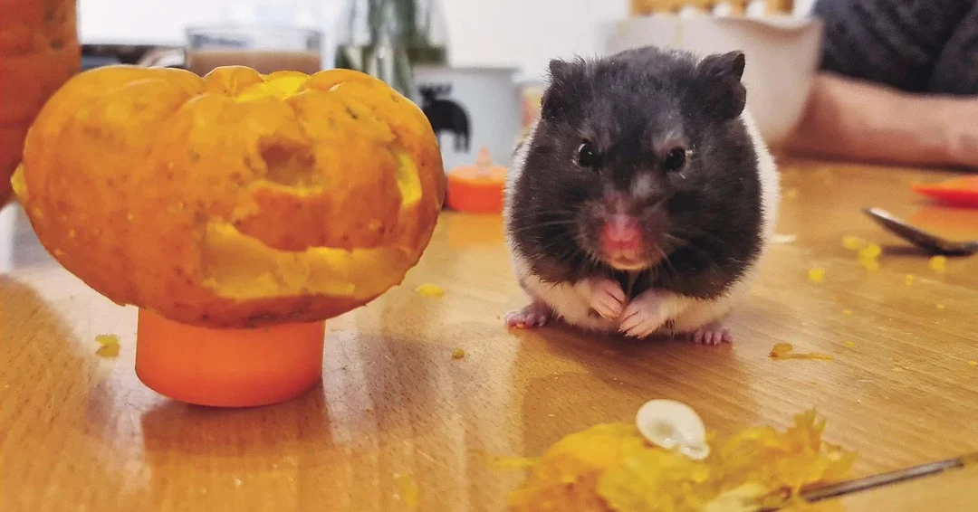 Carved a cute lil pumpkin for my hamster's cage | Scrolller