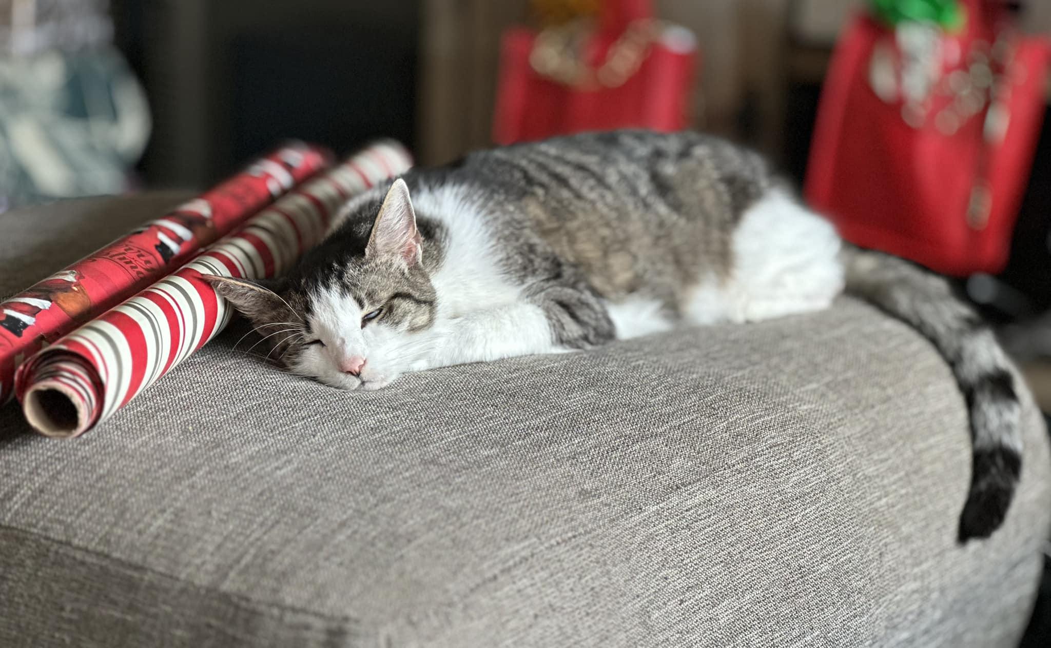 Neko guarding the wrapping paper | Scrolller