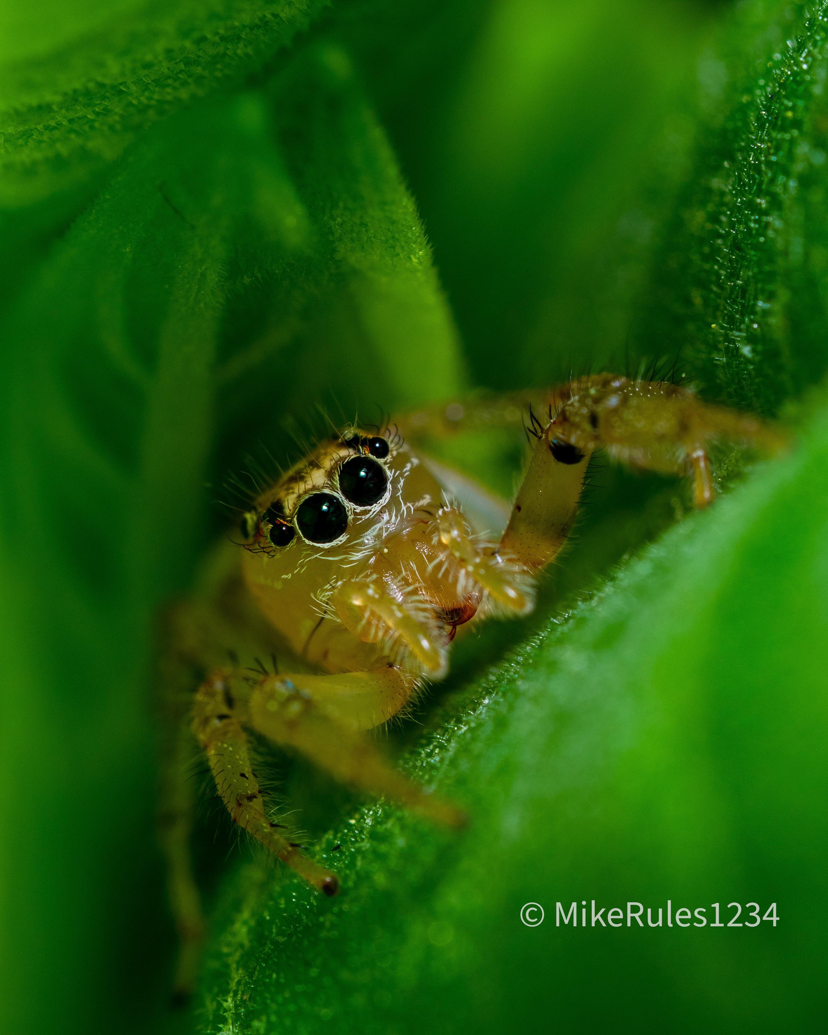Pale Jumping Spider [OC] | Scrolller