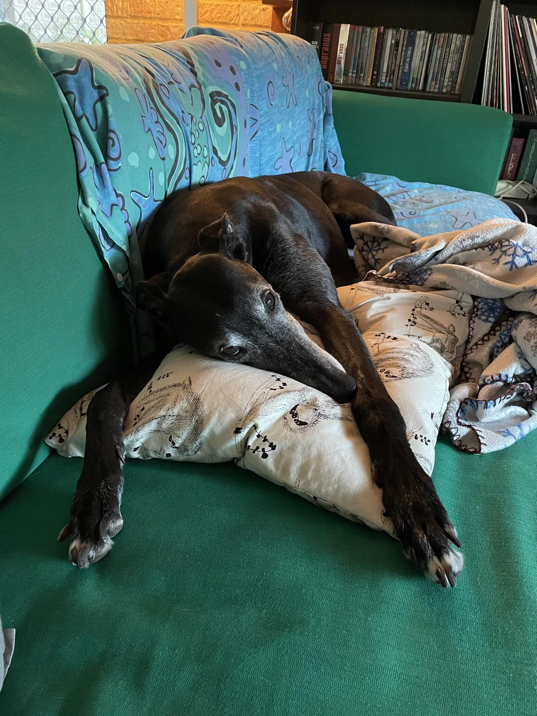 Tippy is done for the day. | Scrolller