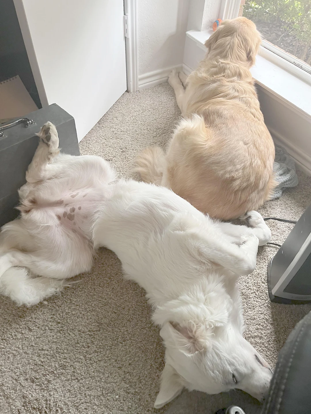 There’s two kind of dogs… | Scrolller