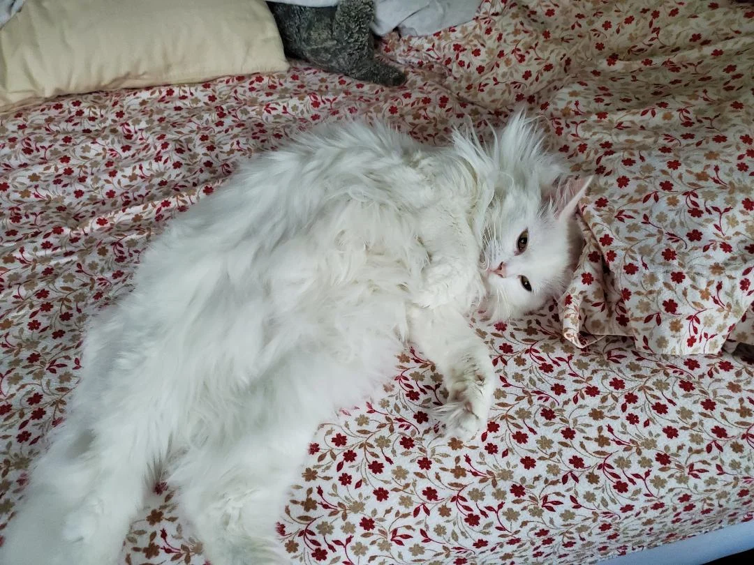 Saturday morning snuggles are the best. | Scrolller