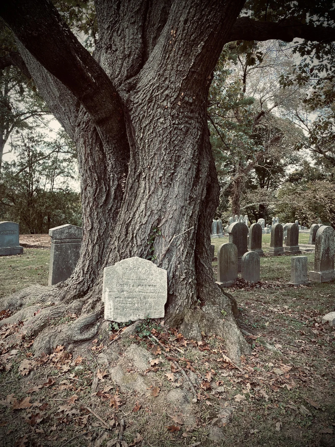 Trees and Graves | Scrolller