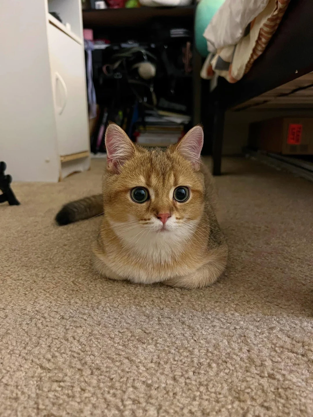 Simba is literally a 🍞 | Scrolller
