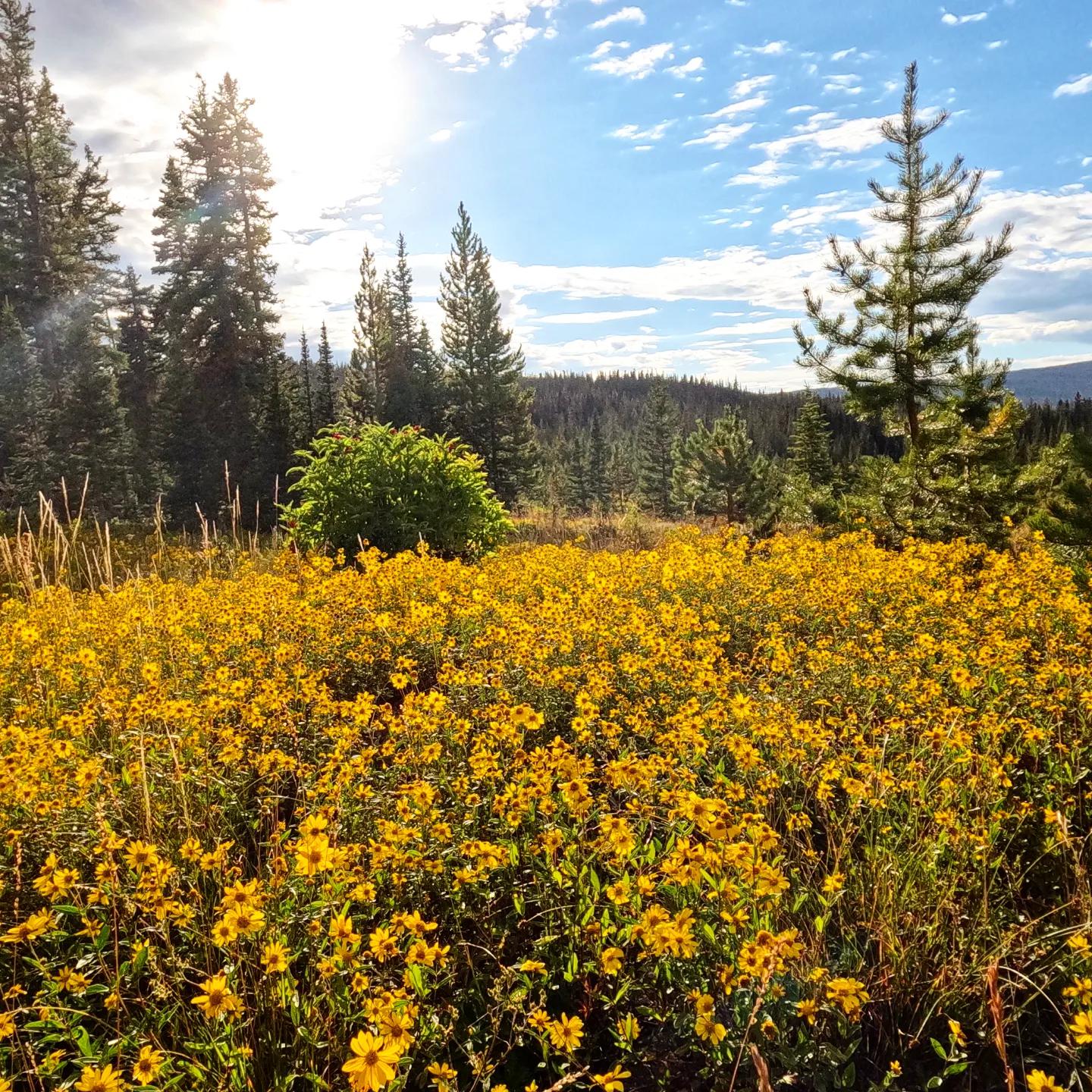 The wildflowers are *still* in full bloom! | Scrolller