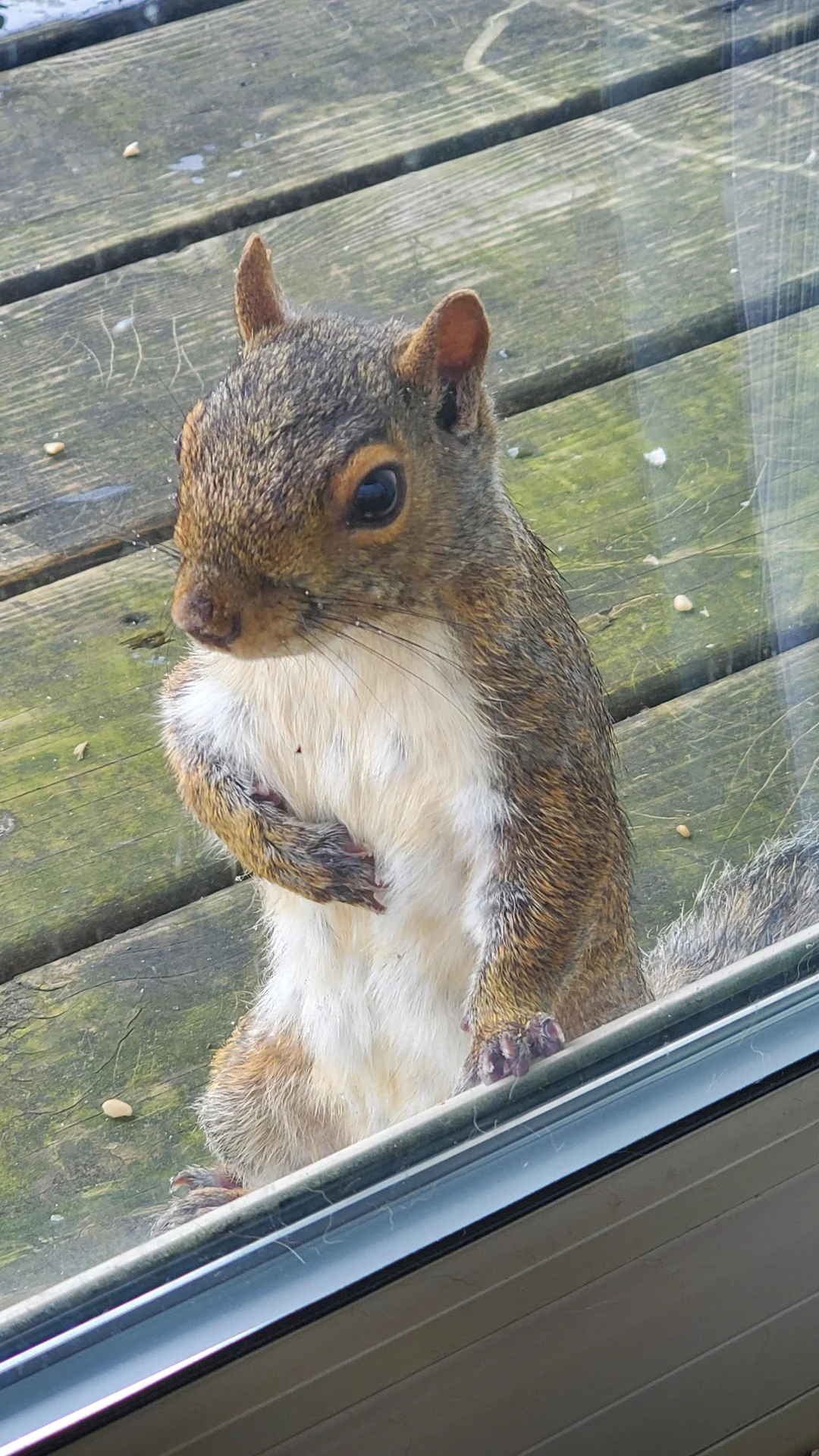 Politely asking for more peanuts. | Scrolller
