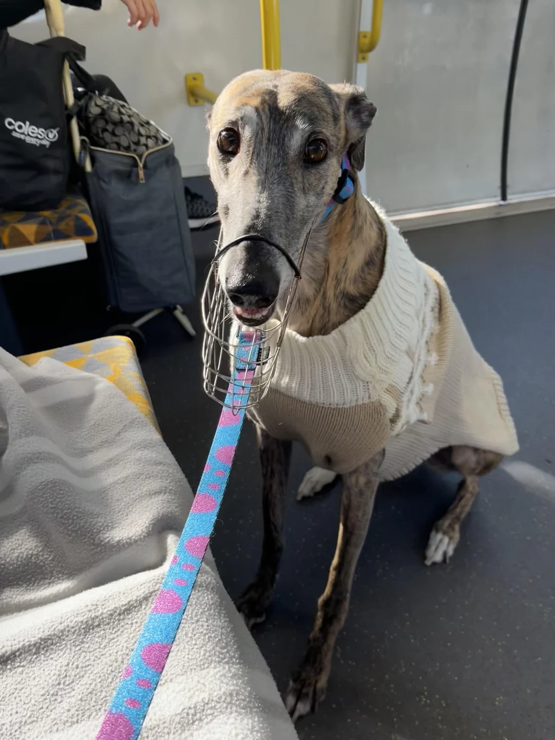 Omg, she sits!! | Scrolller