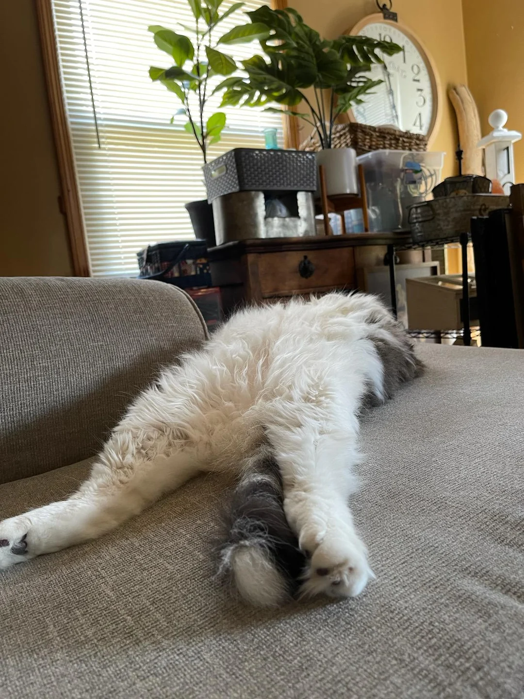 Floofy Mowgli | Scrolller