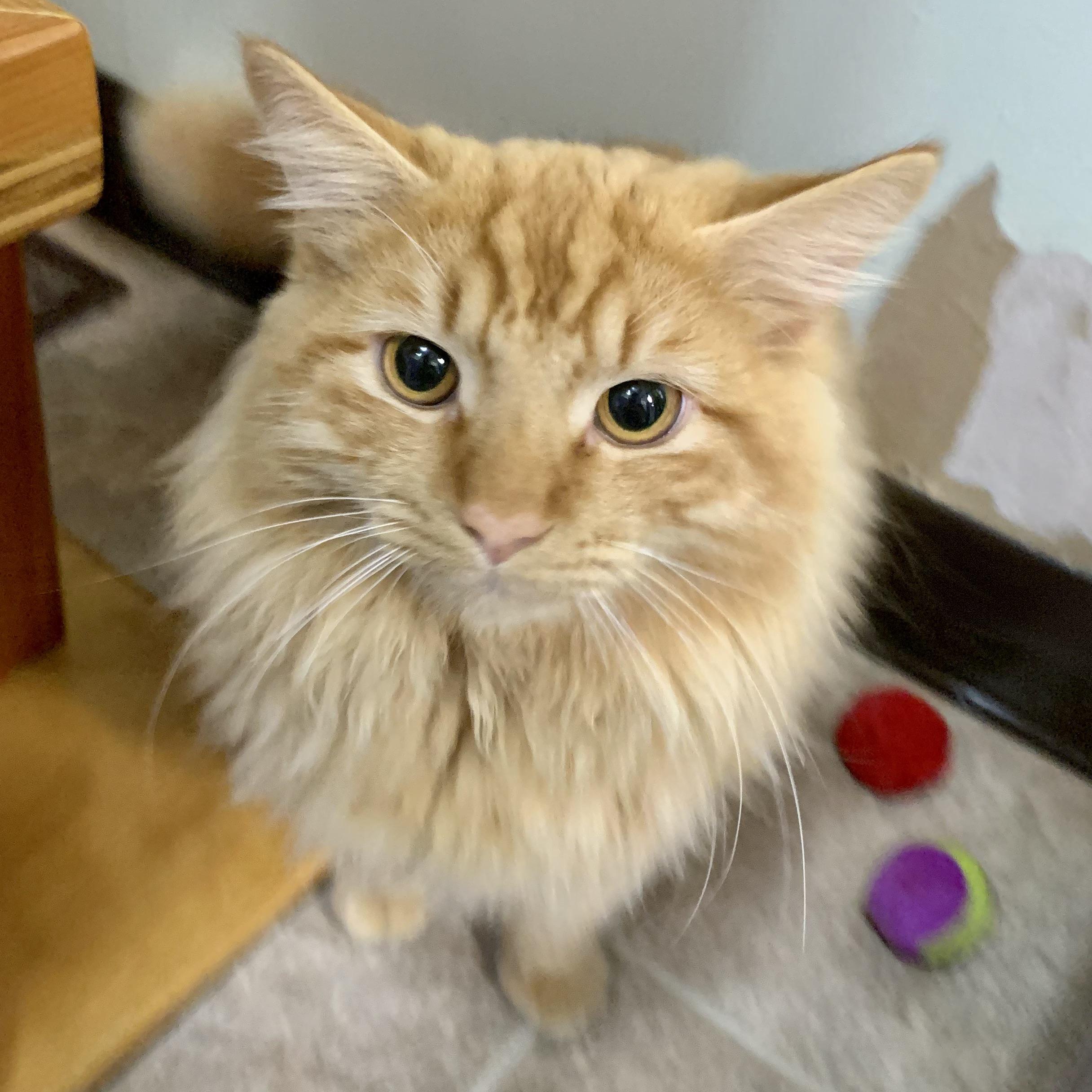 Majestic | Scrolller