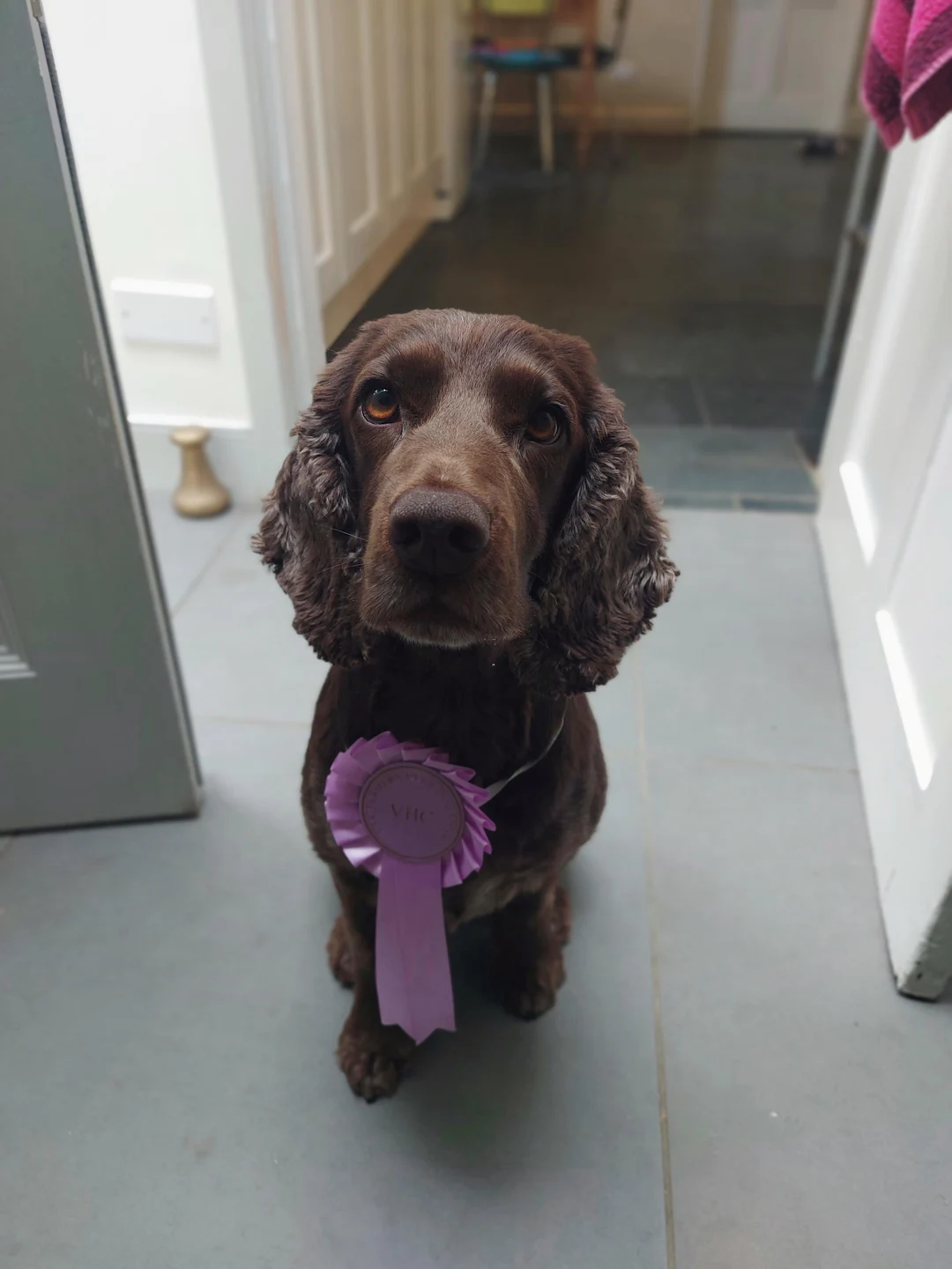 Juno Won A Rosette 🐾🏅 Insta Journey Of Juno Scrolller