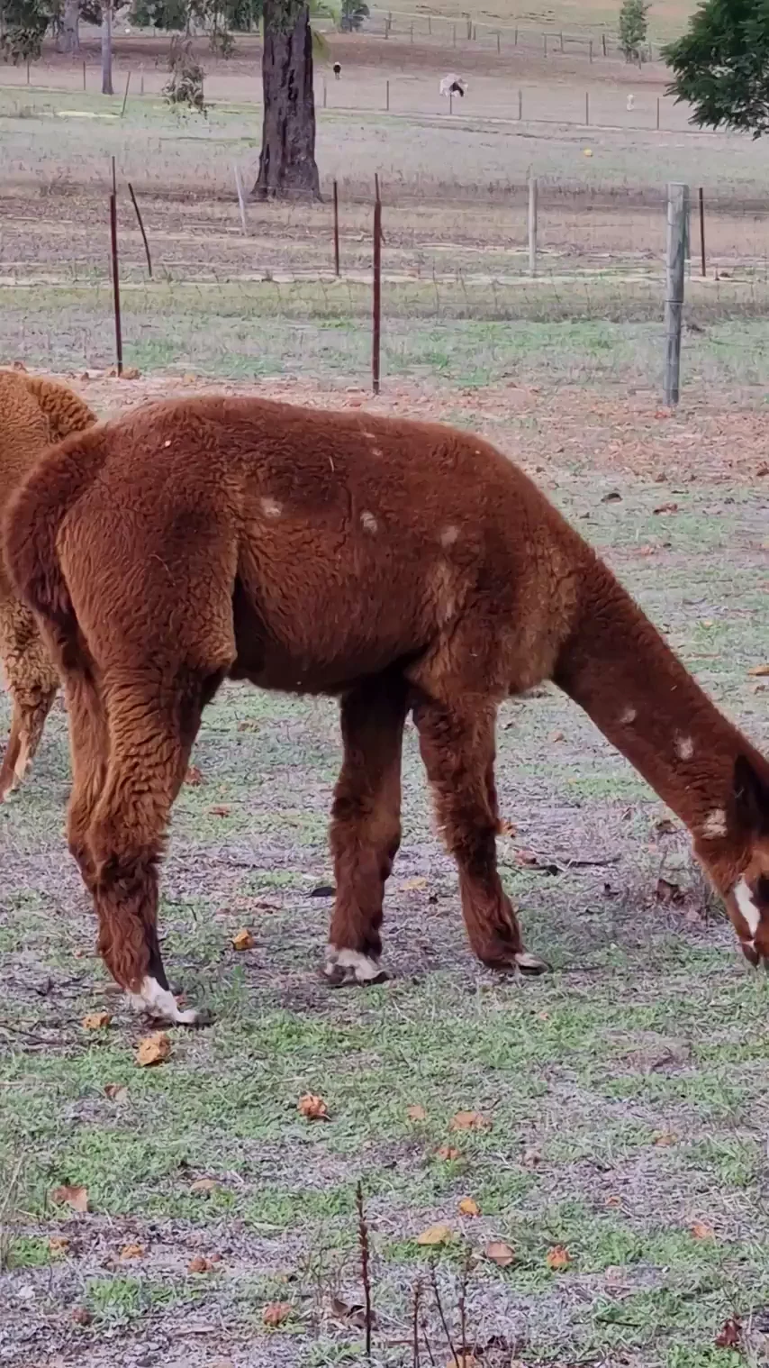 My alpacas are friends with this Willy Wagtail. | Scrolller