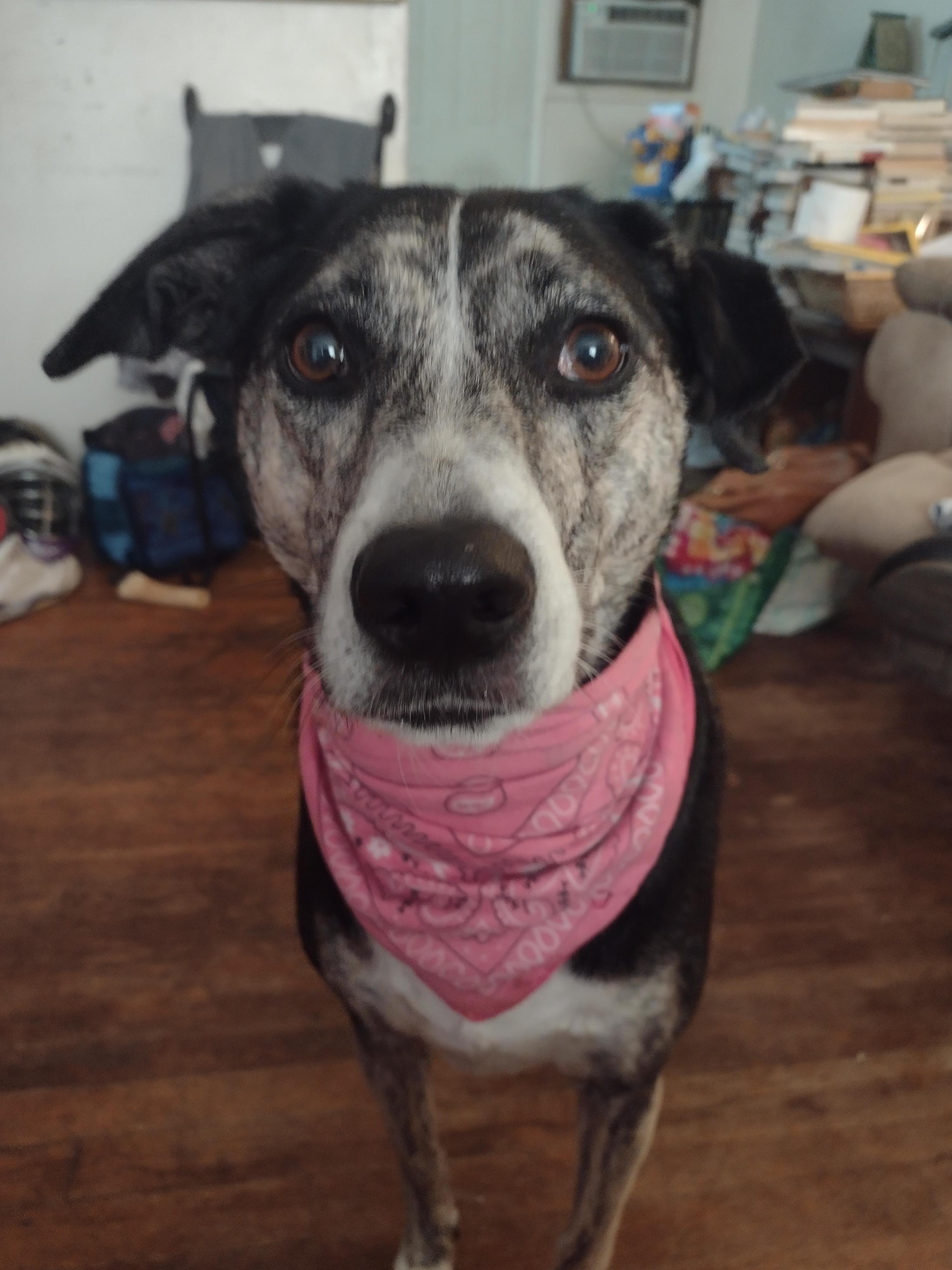 Proper pupper | Scrolller