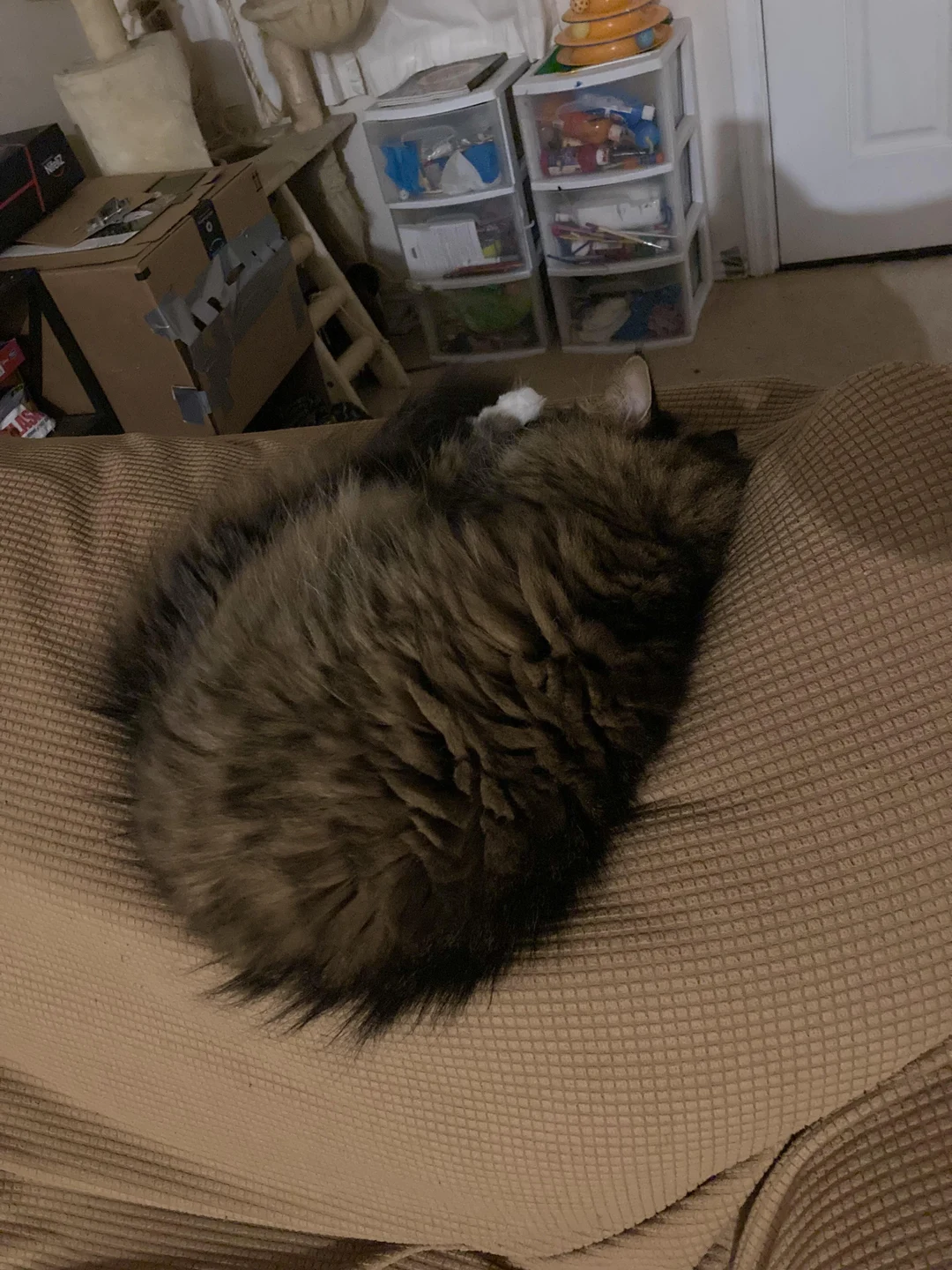 Blissed out and so floofy | Scrolller