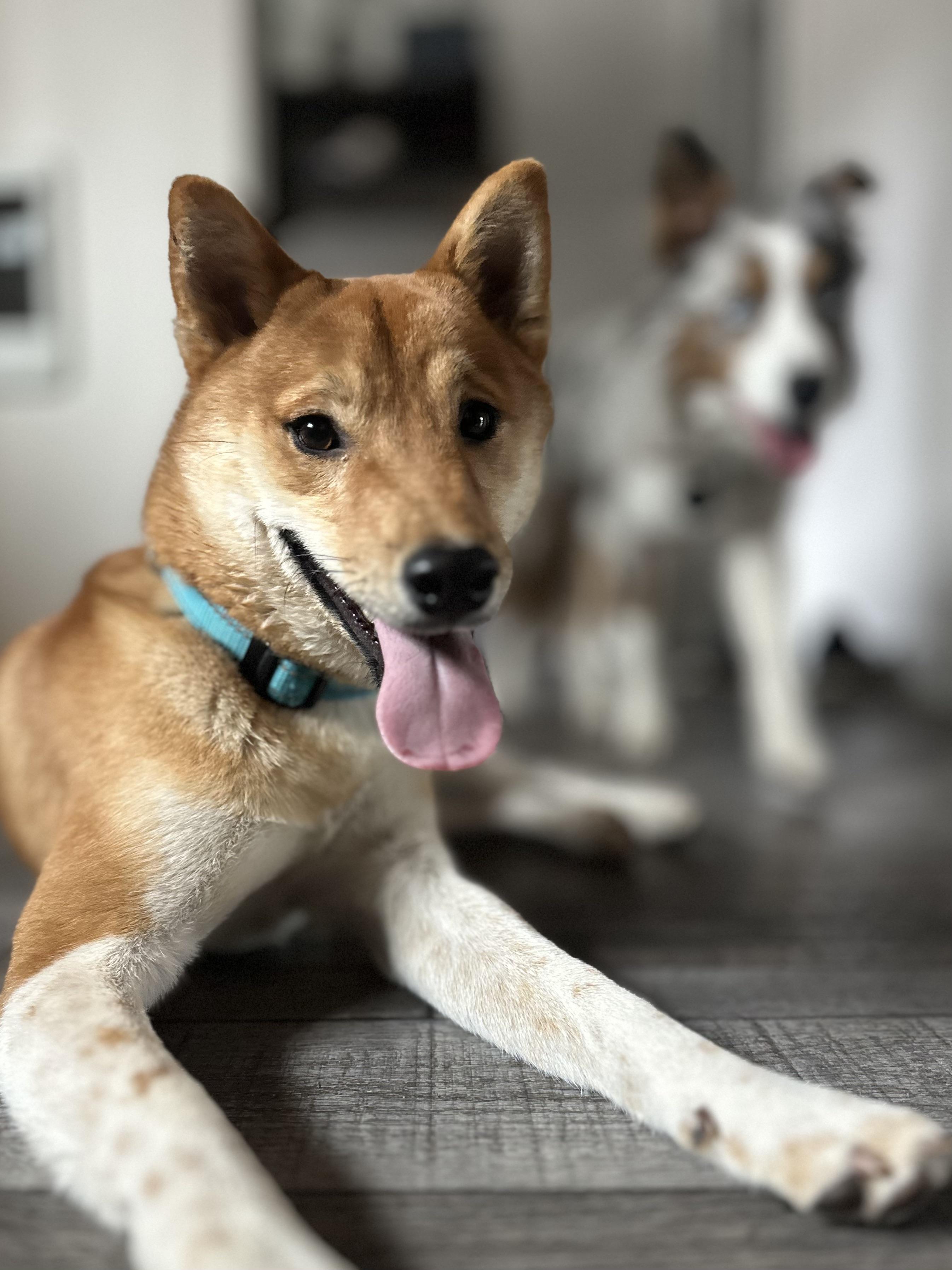 Yoshi says HT | Scrolller